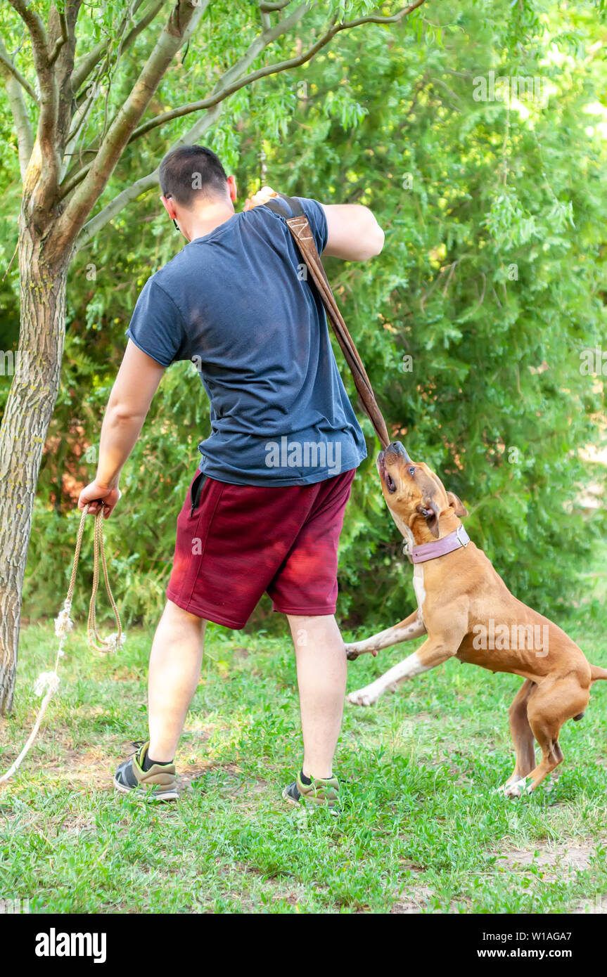 Pit bull pulling hi-res stock photography and images - Alamy