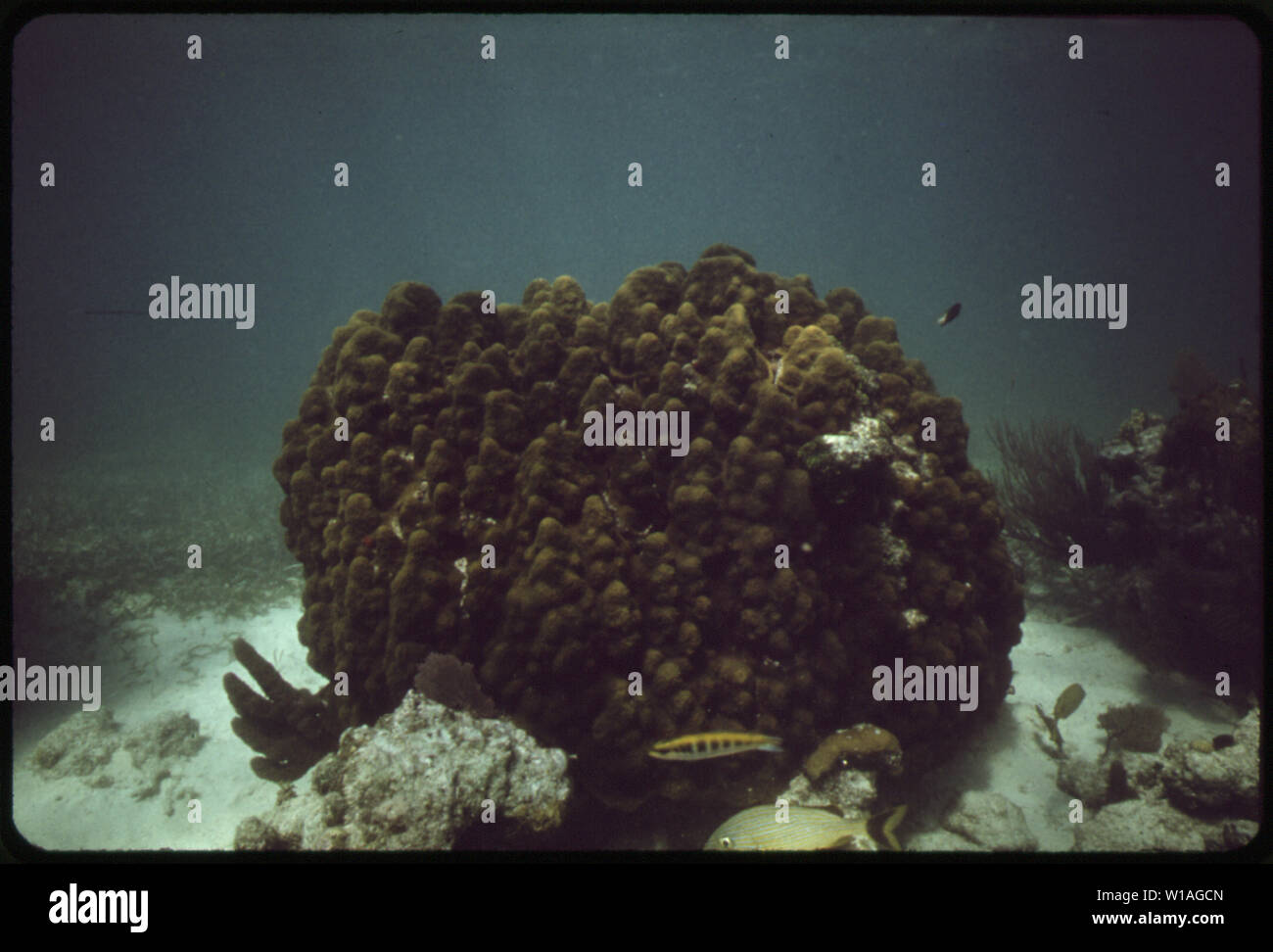 ABOUT 12 FEET UNDER WATER AT JOHN PENNEKAMP CORAL REEF STATE PARK NEAR ...