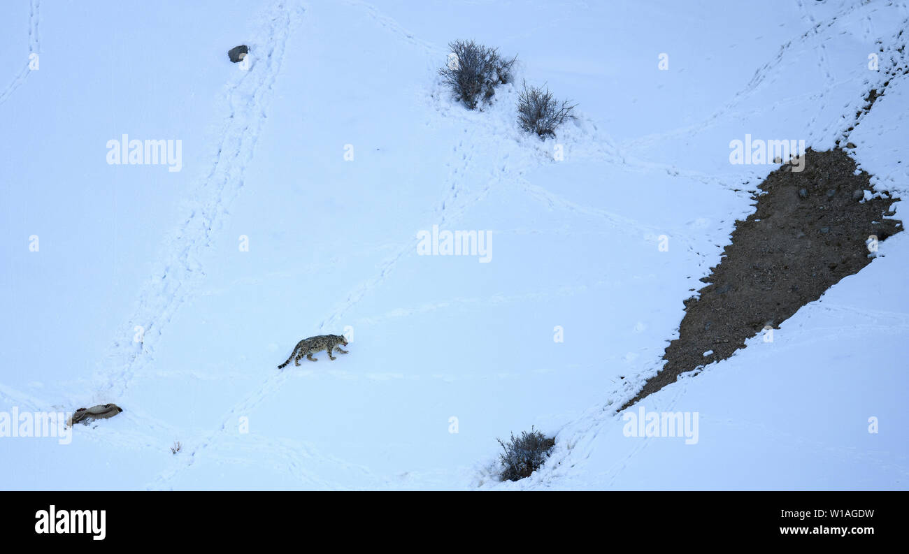 Indian snow leopard tour hi-res stock photography and images - Alamy