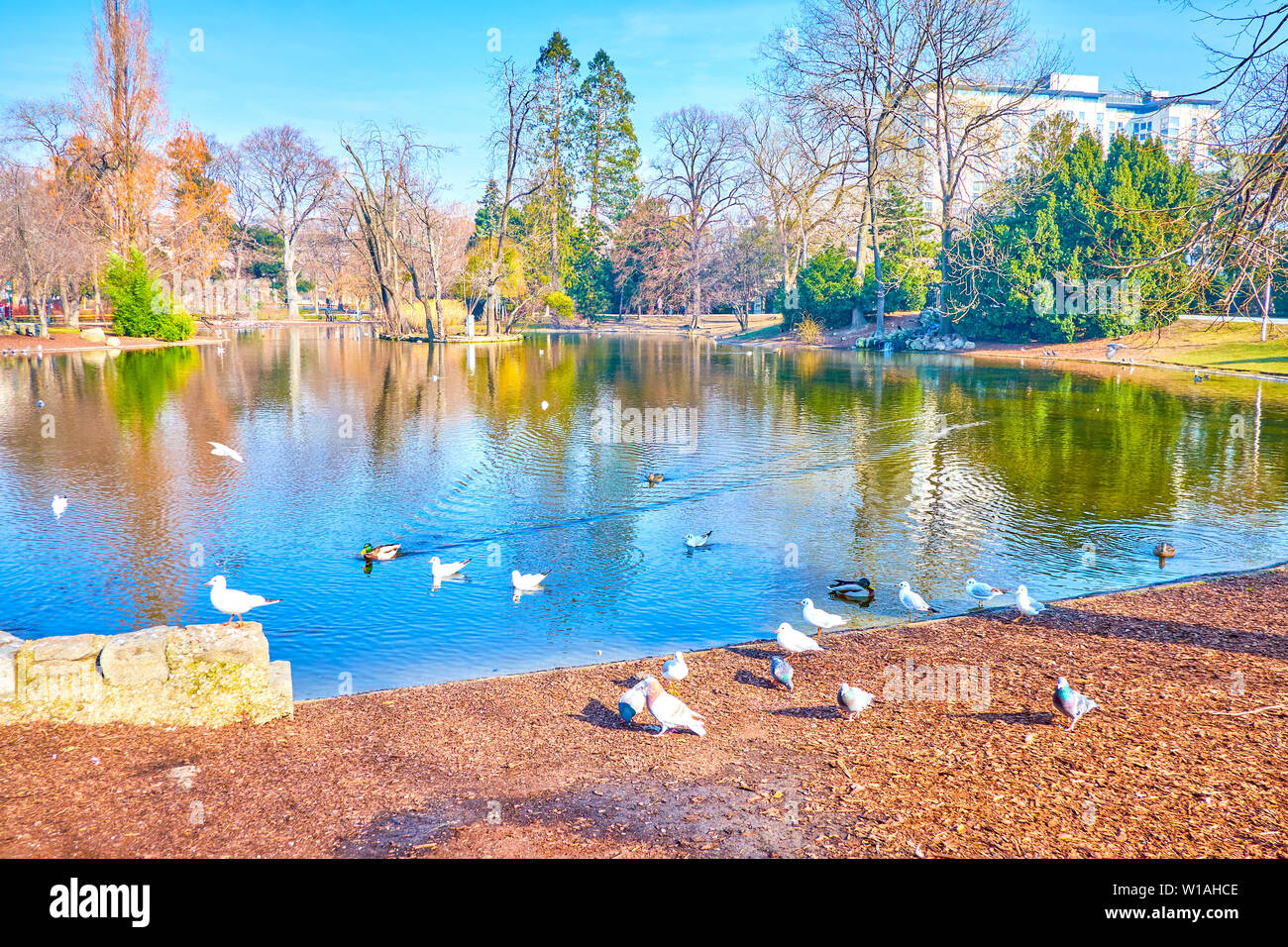 The variety of wild birds at the pond in Stadtpark of Vienna, Austria ...