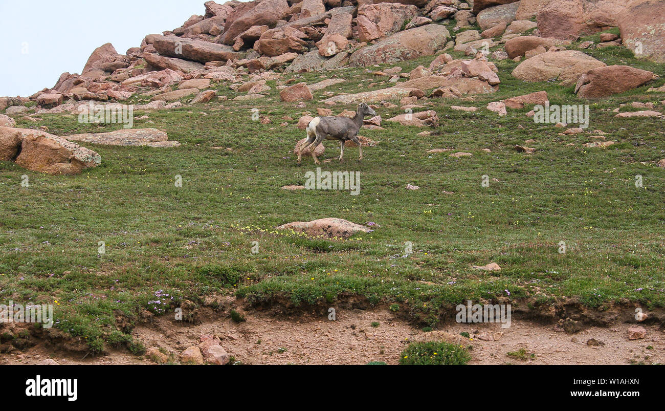 Mountain goats grazing at high elevations on an summer or spring day ...