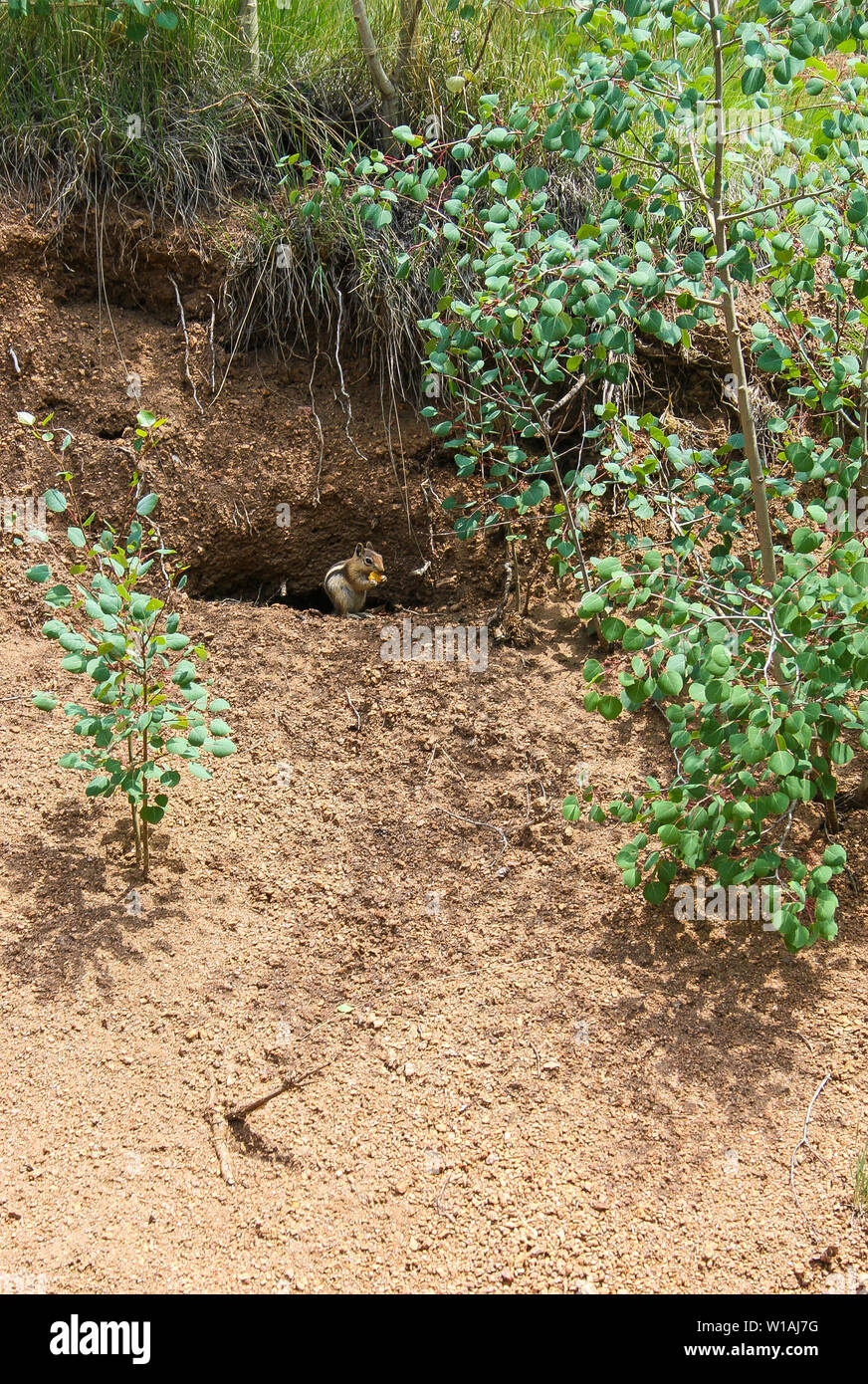 Chipmunk nest hi-res stock photography and images - Alamy