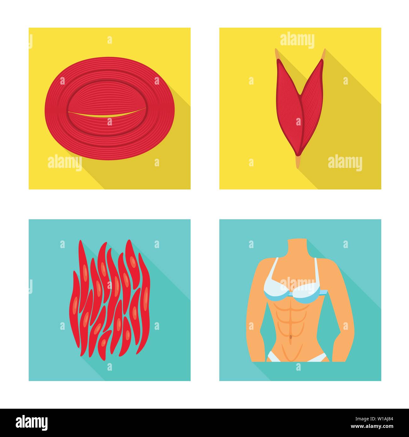 Isolated object of muscle and cells sign. Set of muscle and anatomy ...