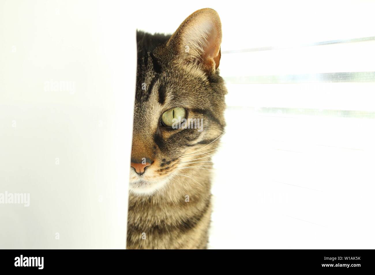 Half face cat watching camera Stock Photo - Alamy