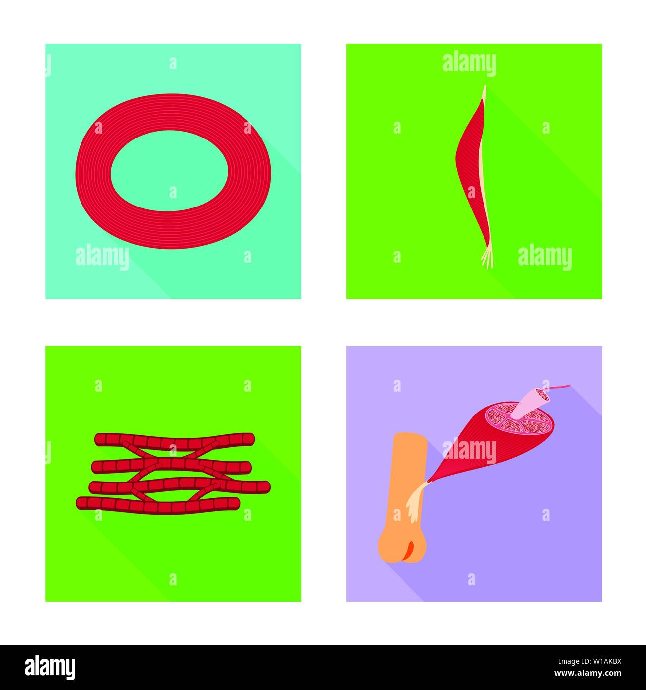 Vector illustration of muscle and cells symbol. Set of muscle and ...