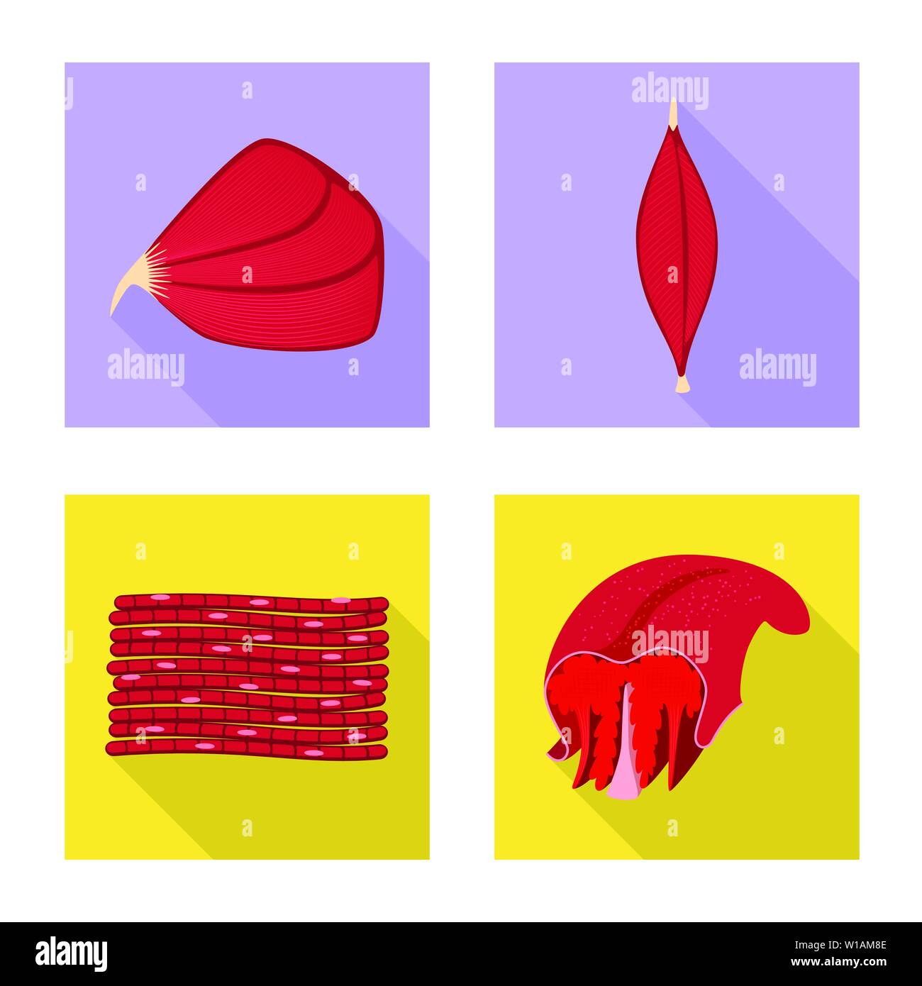 Isolated object of muscle and cells logo. Set of muscle and anatomy ...