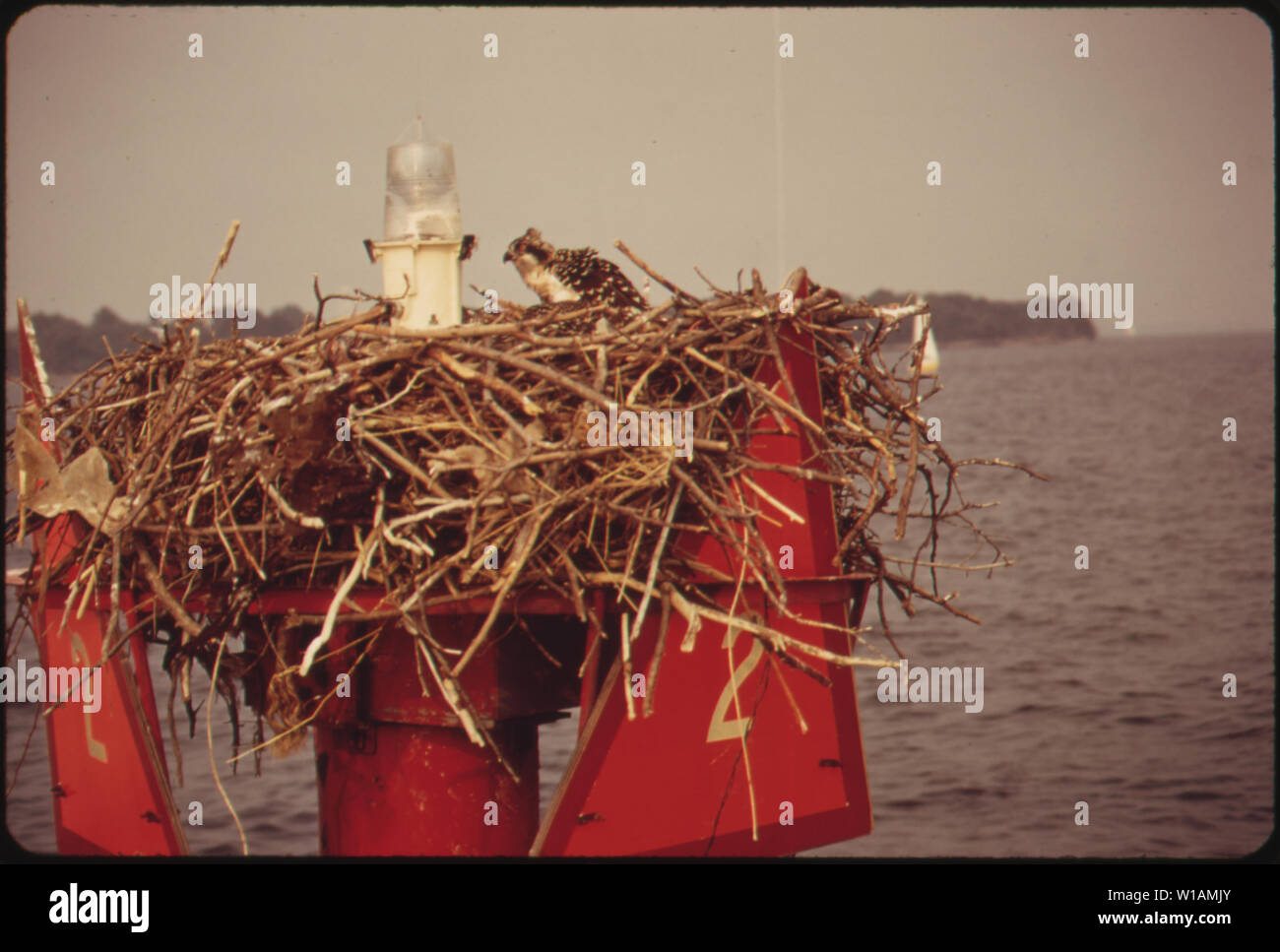 ATOP A CHANNEL MARKER IN CHESAPEAKE BAY Stock Photo - Alamy