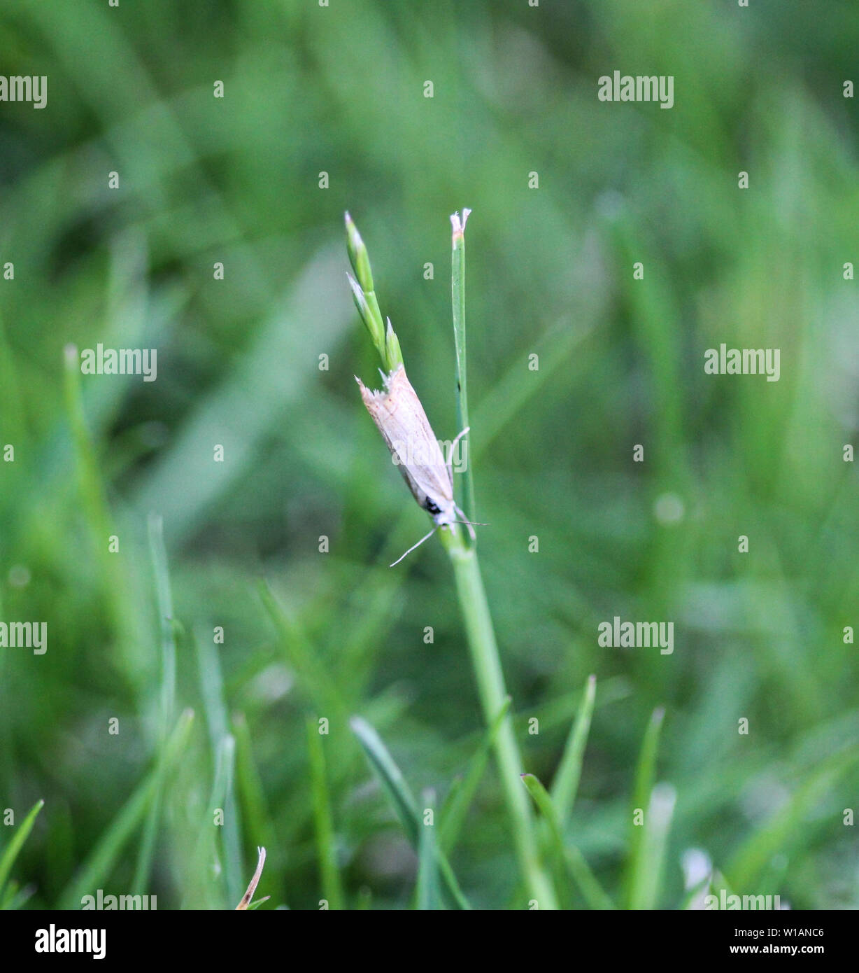 Cherry moth hi-res stock photography and images - Alamy