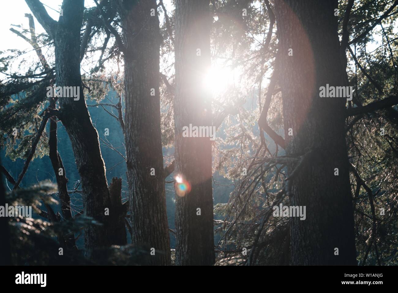 Pines at sunrise hi-res stock photography and images - Alamy