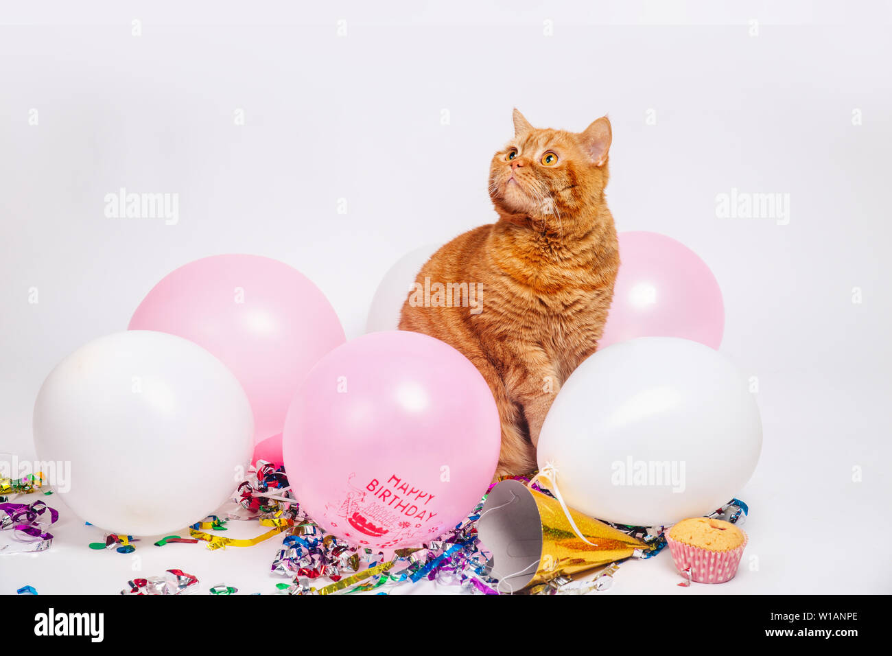 Red british cat in a birthday confetti and balloons on white background ...