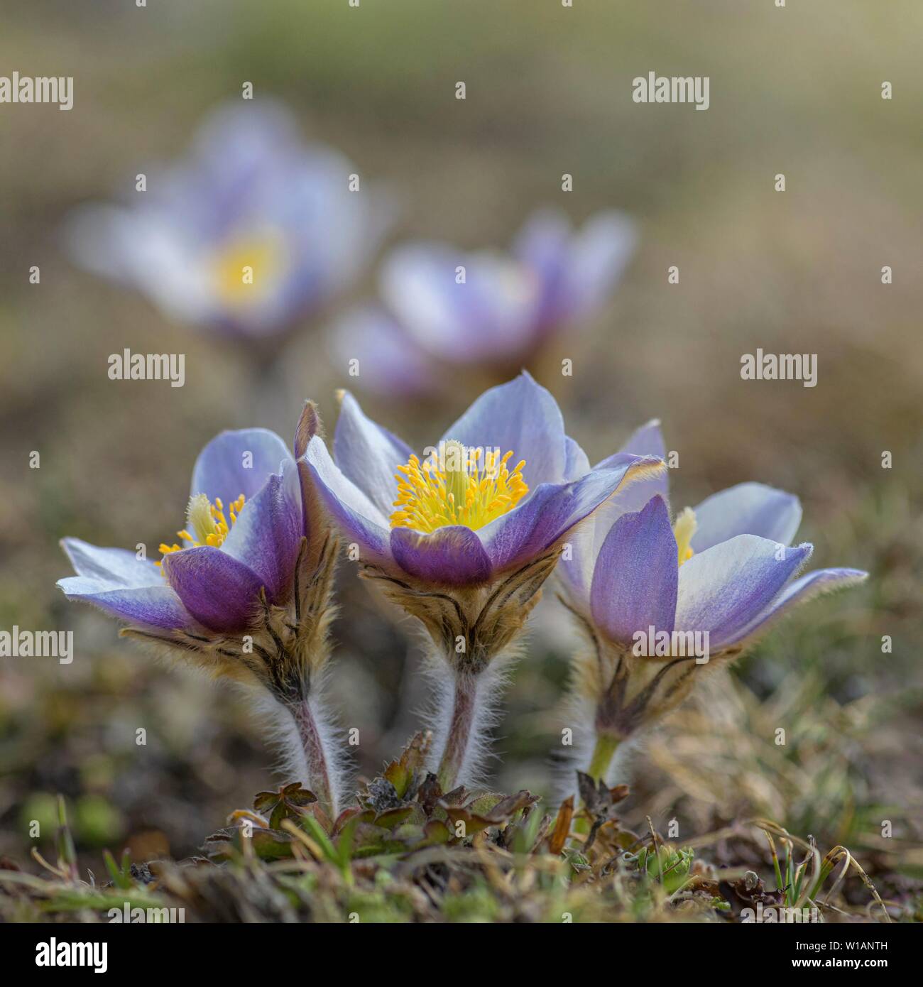 Spring pasque flower (Pulsatilla vernalis), flowers on mountain meadow ...