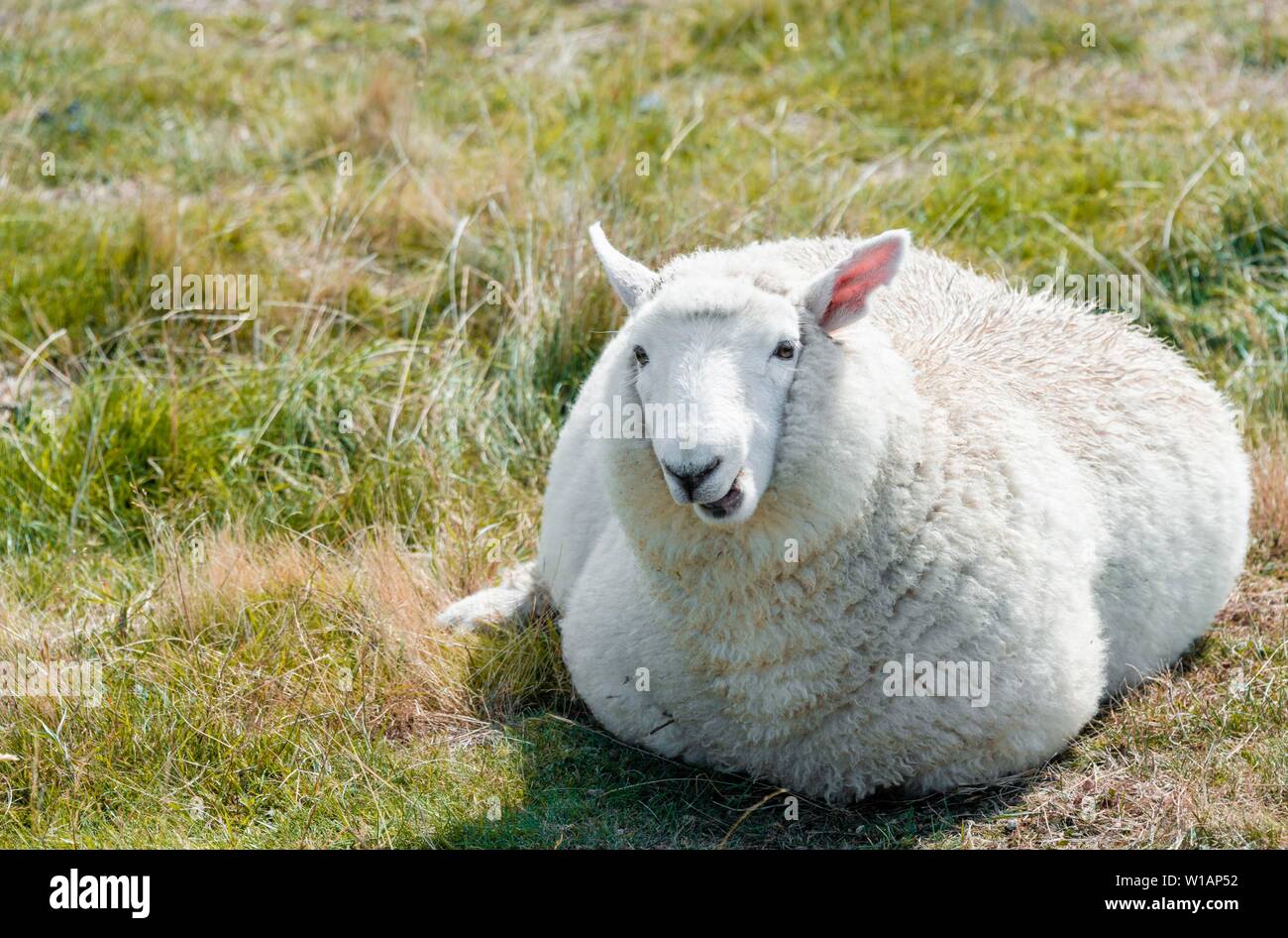 Sheep with thick wool resting on the meadow, Otago Peninsula, Dunedin ...
