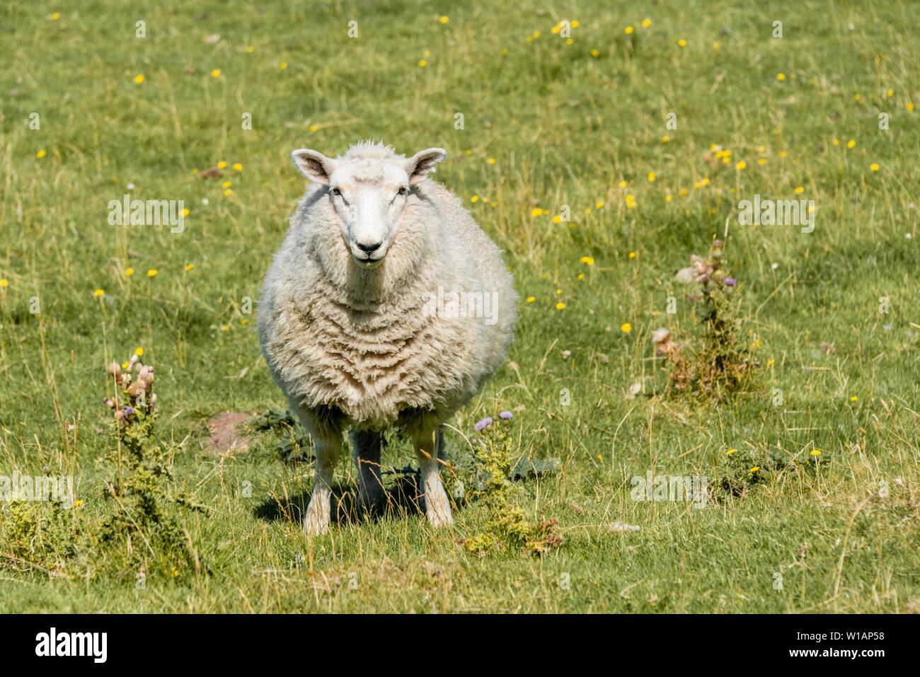 Sheep with thick wool standing on the meadow, Otago Peninsula, Dunedin ...