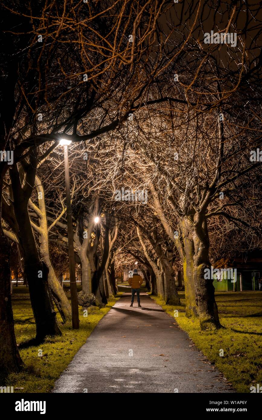 Person standing on a path in an avenue at night hi-res stock ...