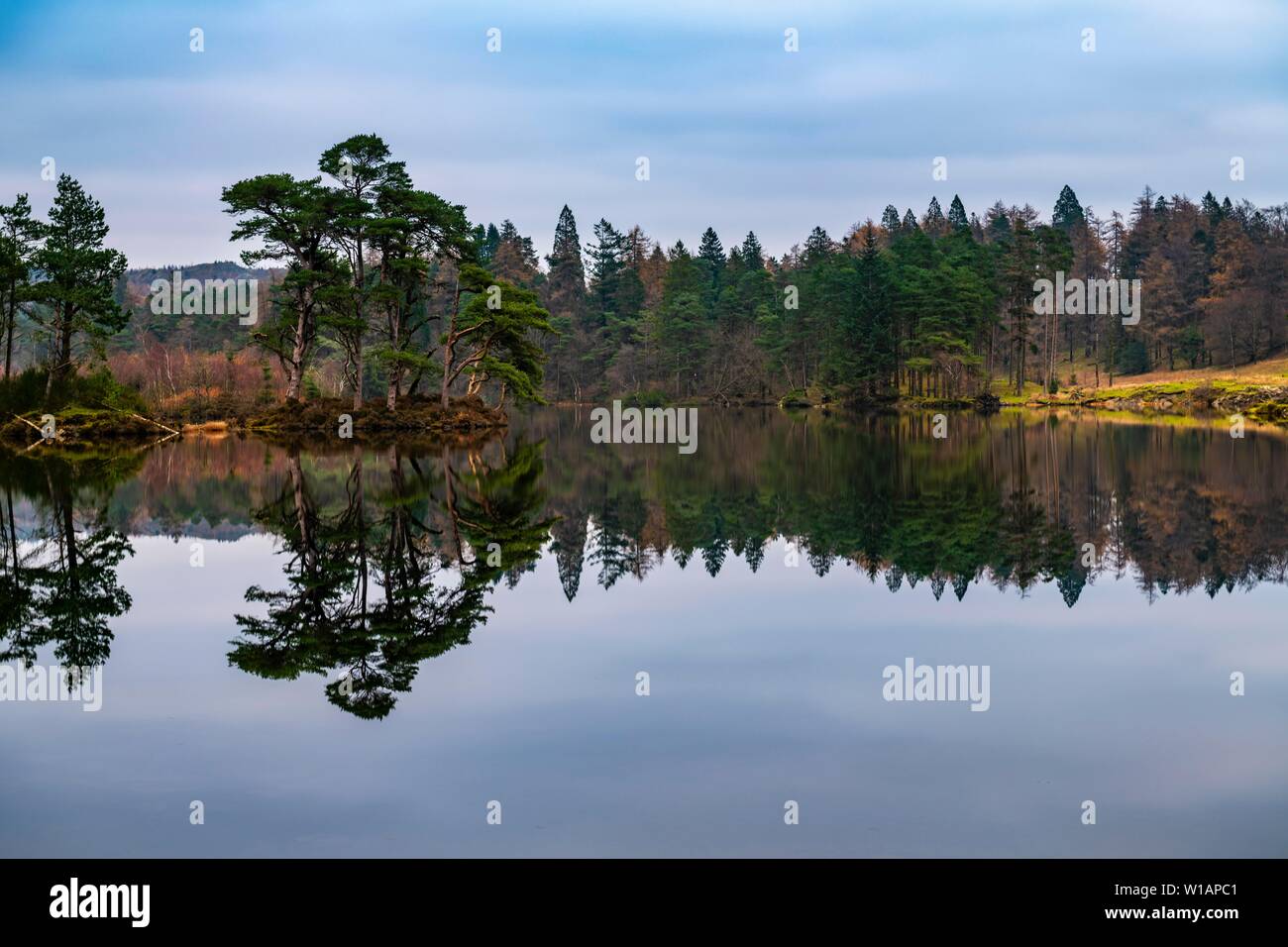 Forest landscape with reflection in the lake, autumn mood, Ambleside ...