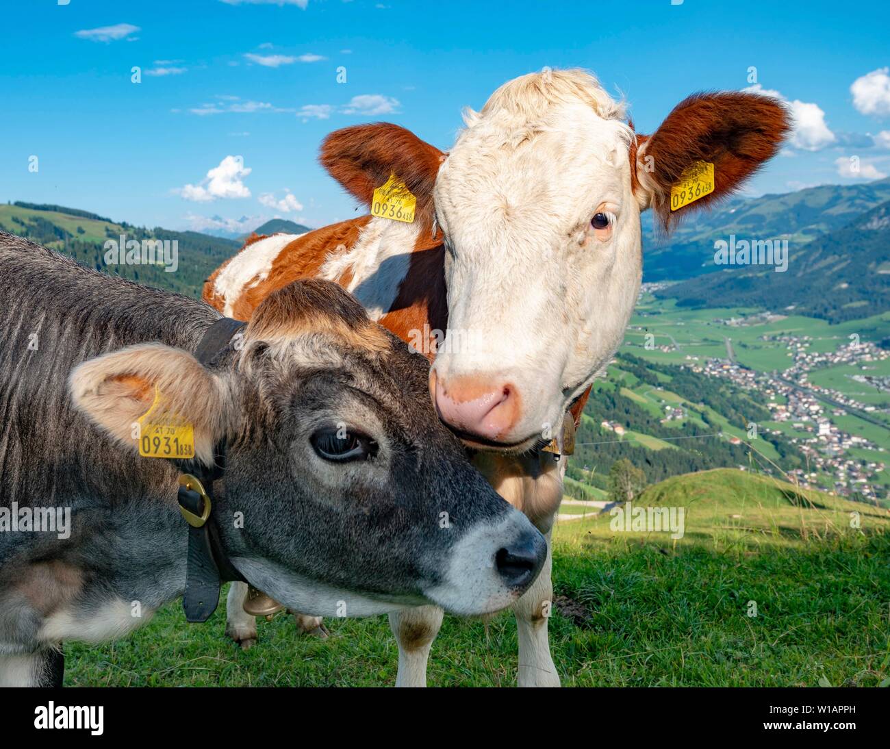 Blue grey cattle hi-res stock photography and images - Alamy
