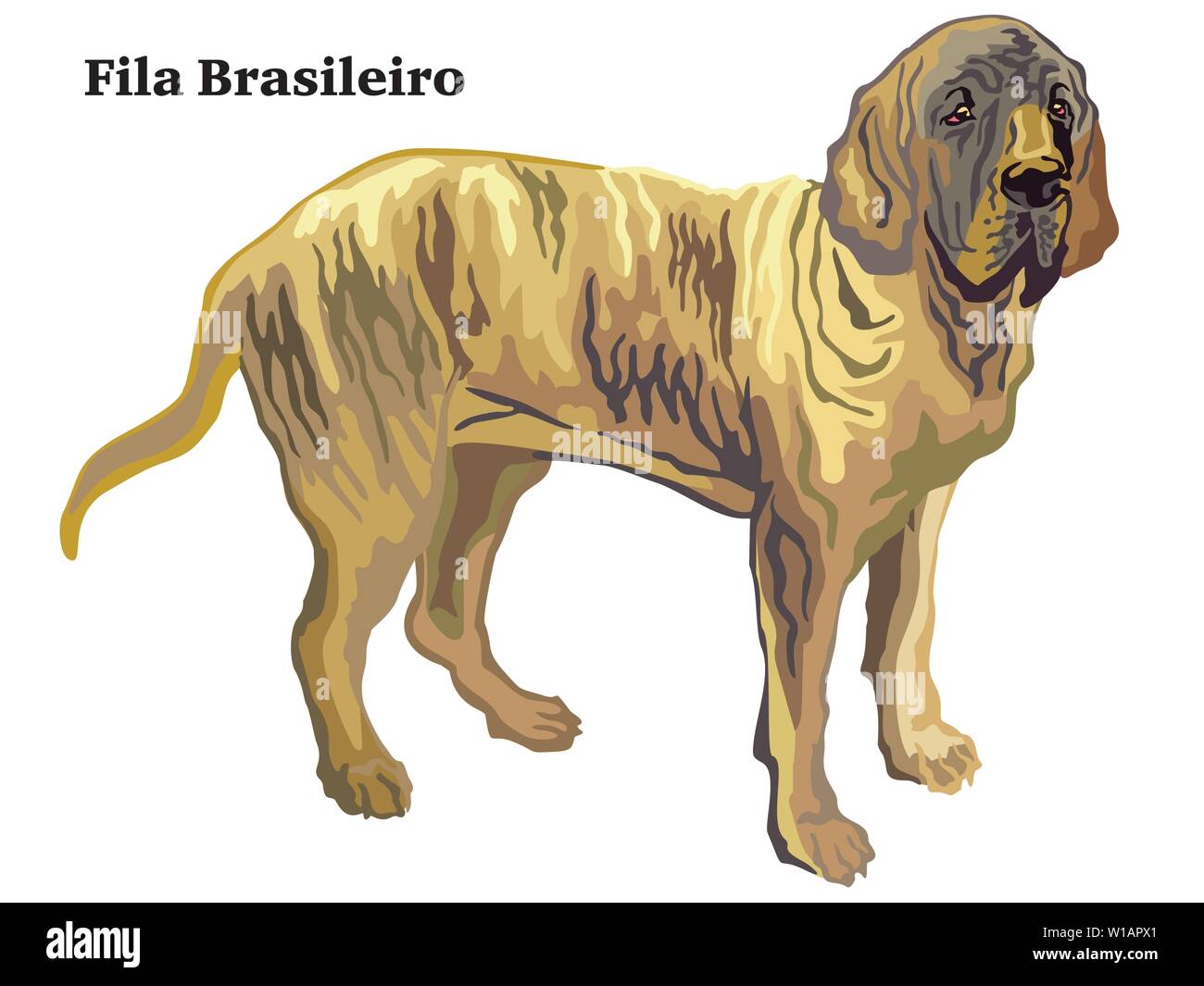 Colorful decorative portrait of standing in profile Fila Brasileiro ...