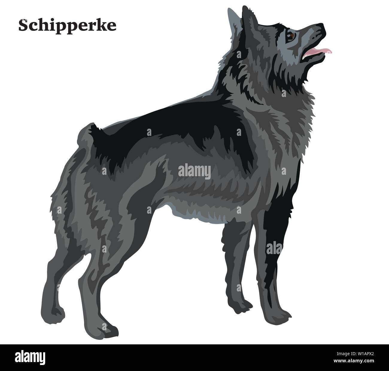 Schipperke Stock Vector Images - Alamy