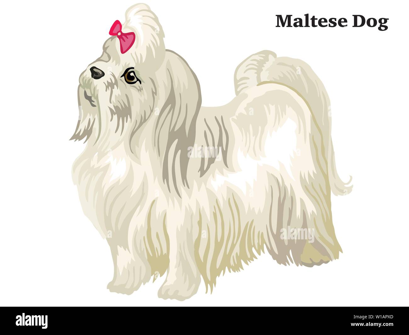Colorful decorative portrait of standing in profile Maltese dog, vector ...