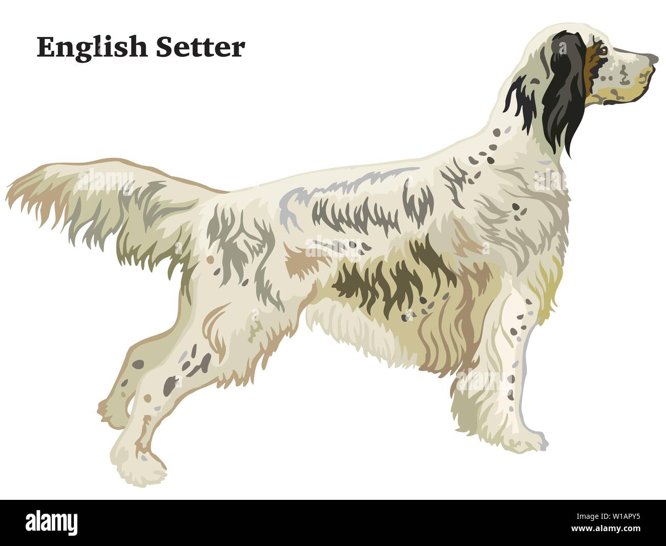 English setter isolated Stock Vector Images - Alamy