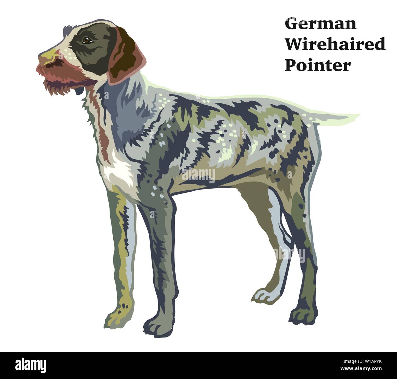 German wirehaired pointer drawing Cut Out Stock Images & Pictures - Alamy