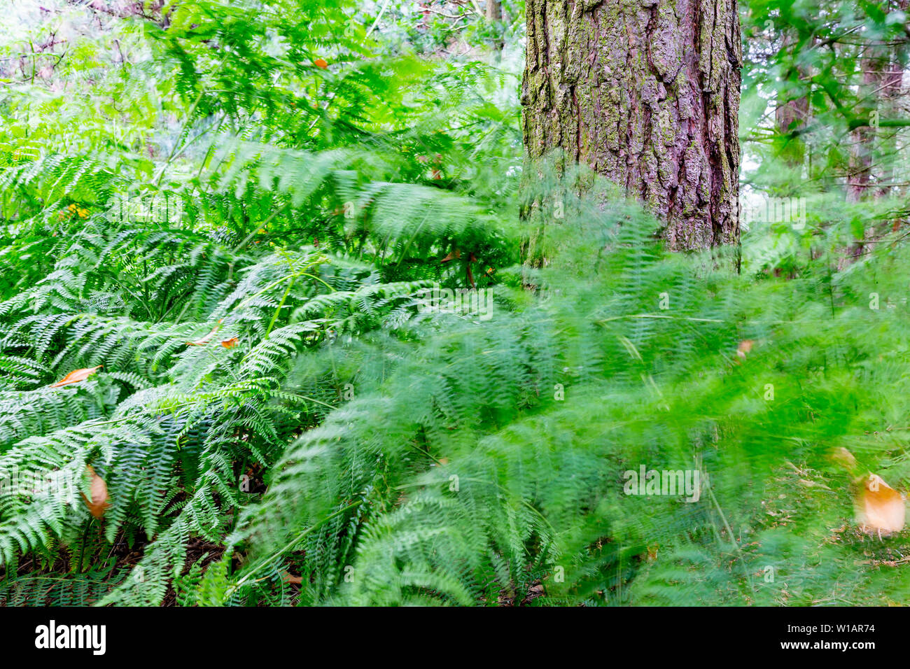 Ferns, moving with the wind at Daresbury Firs, against the trunks of ...
