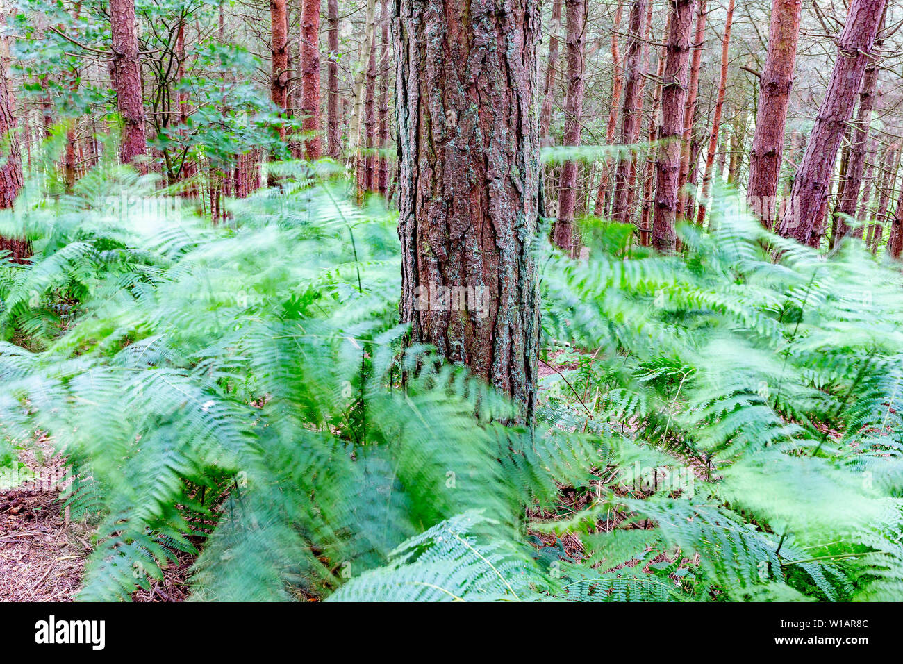 Ferns, moving with the wind at Daresbury Firs, against the trunks of ...