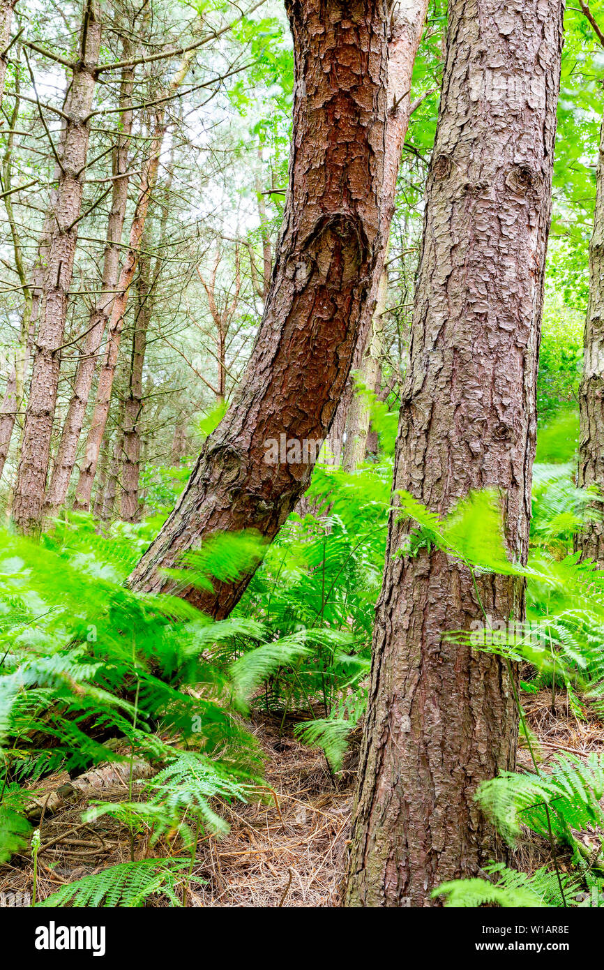 Ferns And Conifers High Resolution Stock Photography and Images - Alamy