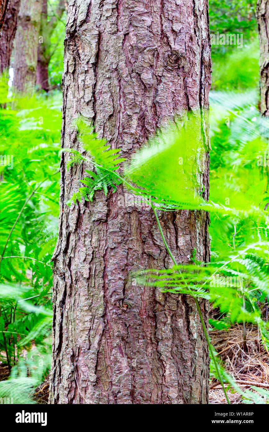 Ferns, moving with the wind at Daresbury Firs, against the trunks of ...