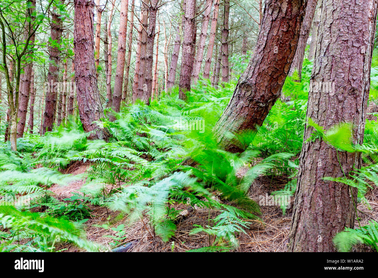 Ferns, moving with the wind at Daresbury Firs, against the trunks of ...
