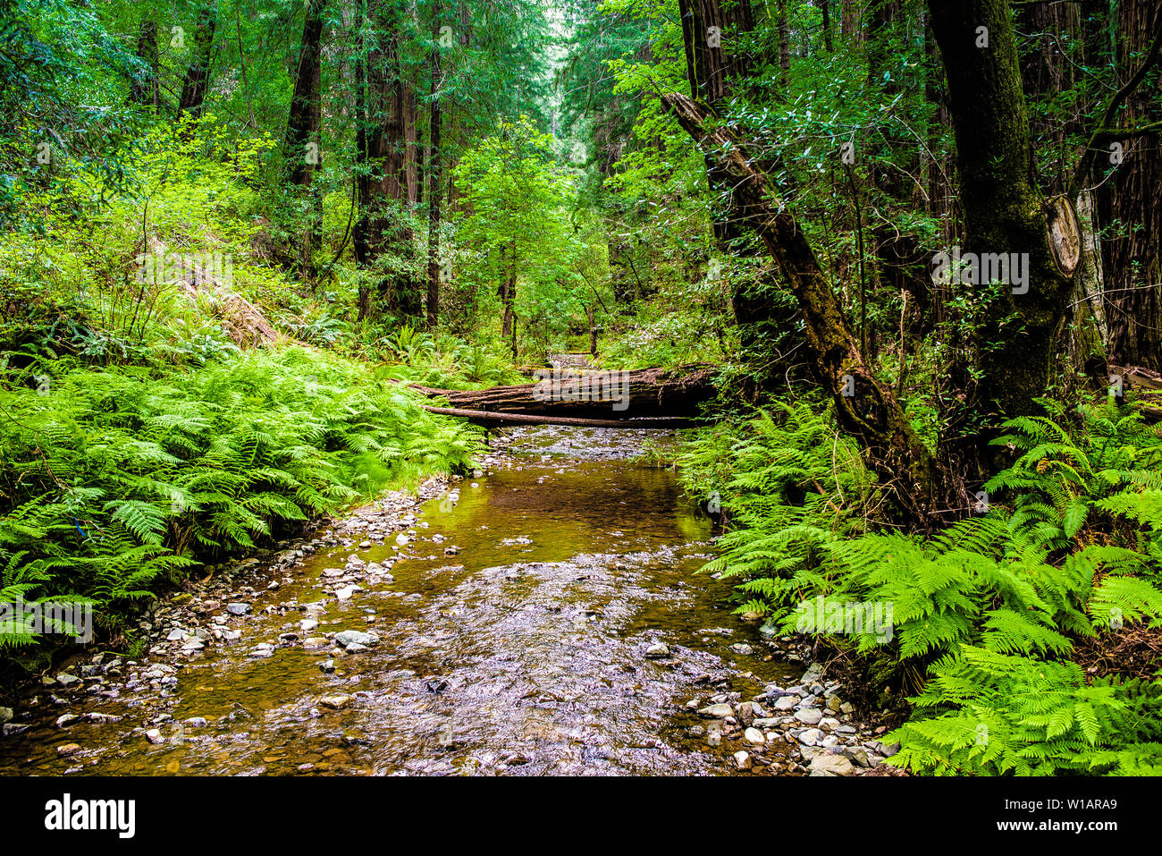 Muir Woods, National Park, California, EUA Stock Photo - Alamy