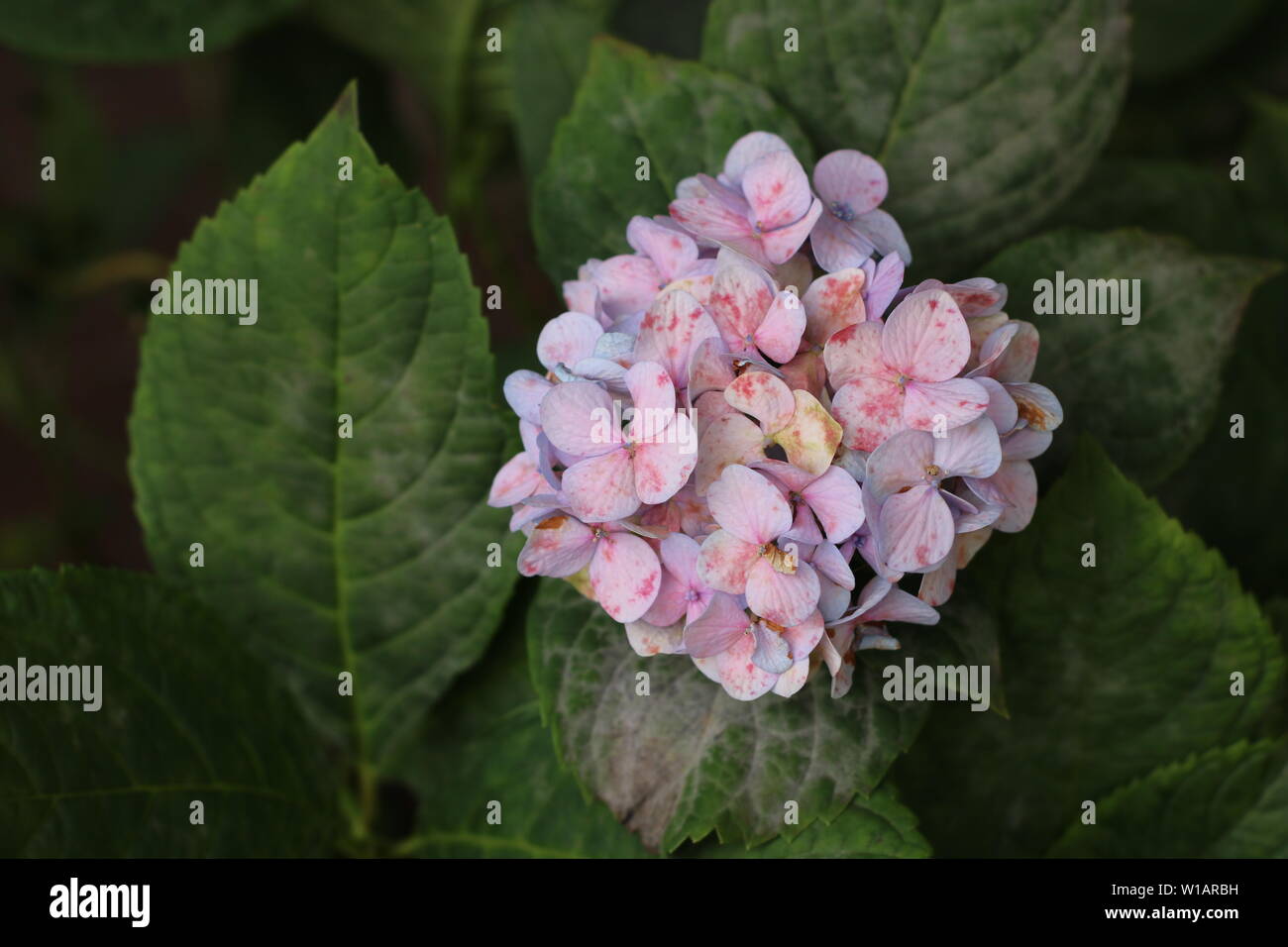 Big Leaf Hydrangea High Resolution Stock Photography and Images - Alamy