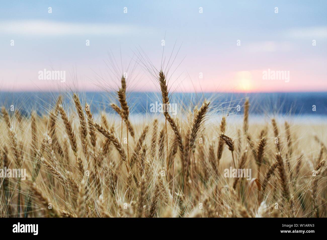 sunrise over the wheat field. beautiful countryside landscape Stock ...
