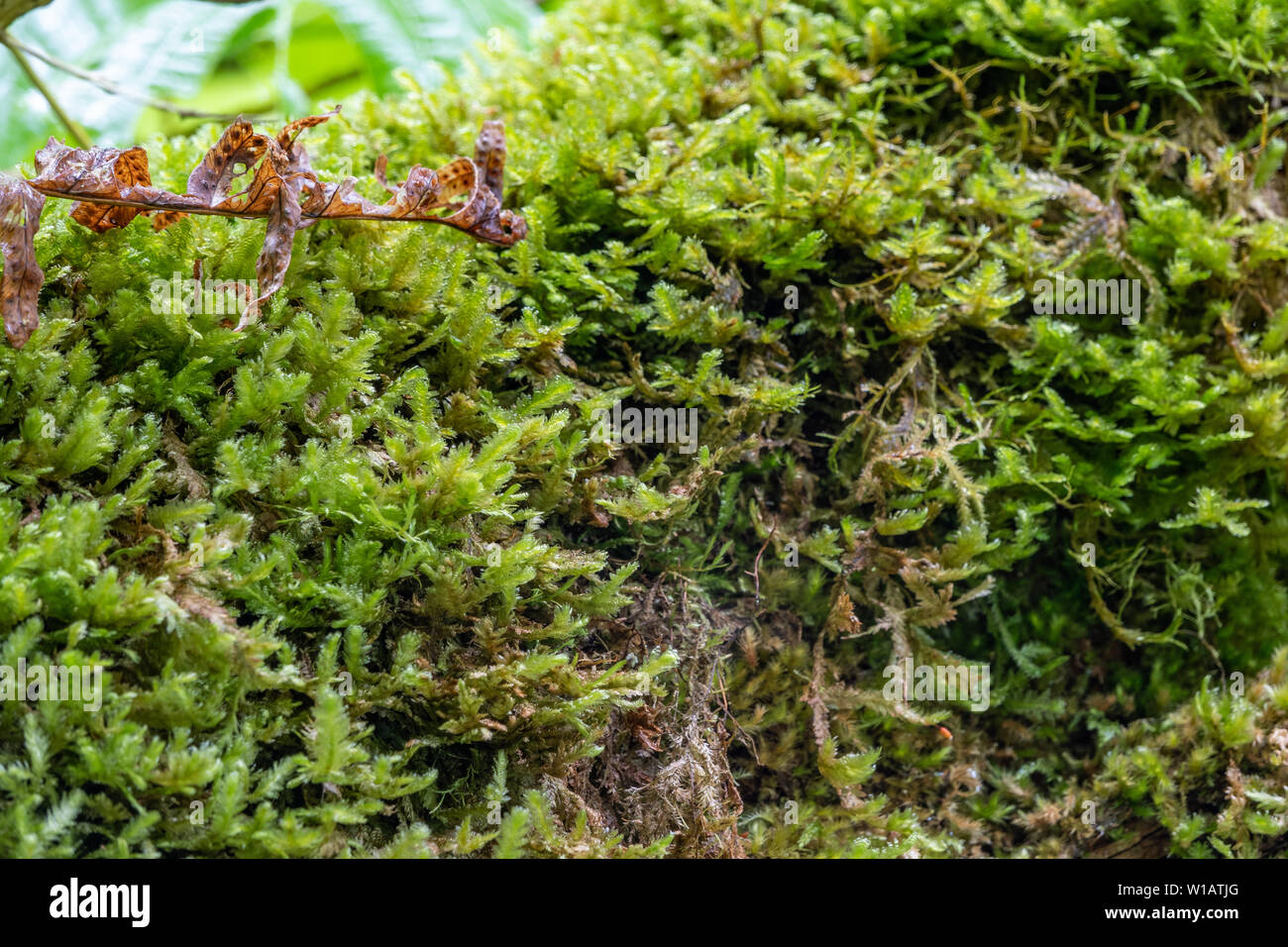 Fluffy soft green moss in the forest. Soft moss carpet. Detailed image ...
