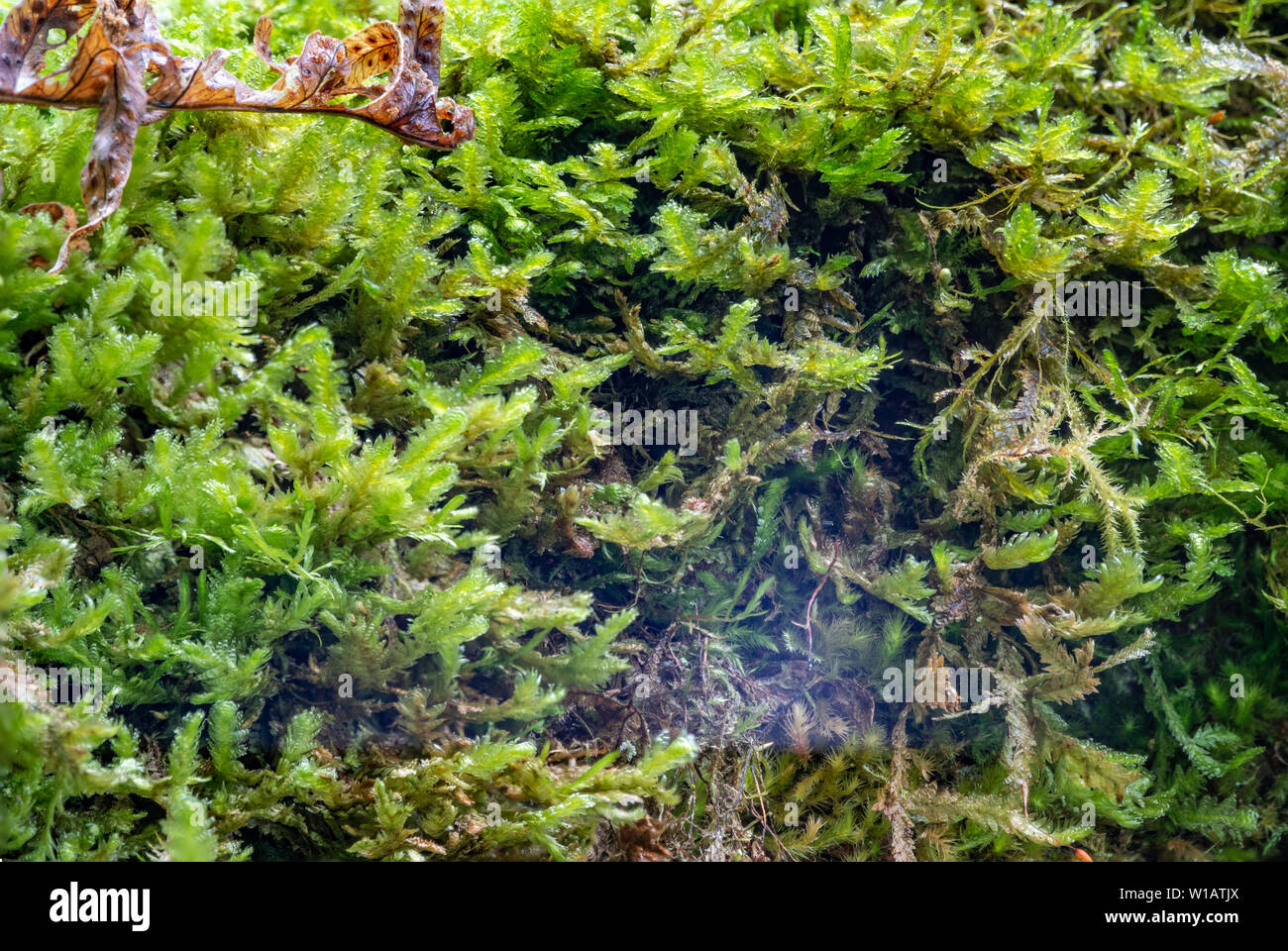 Fluffy soft green moss in the forest. Soft moss carpet. Detailed image ...