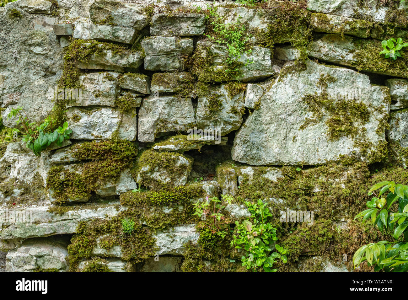 Ancient stone wall overgrown with grass and moss. The texture of the ...