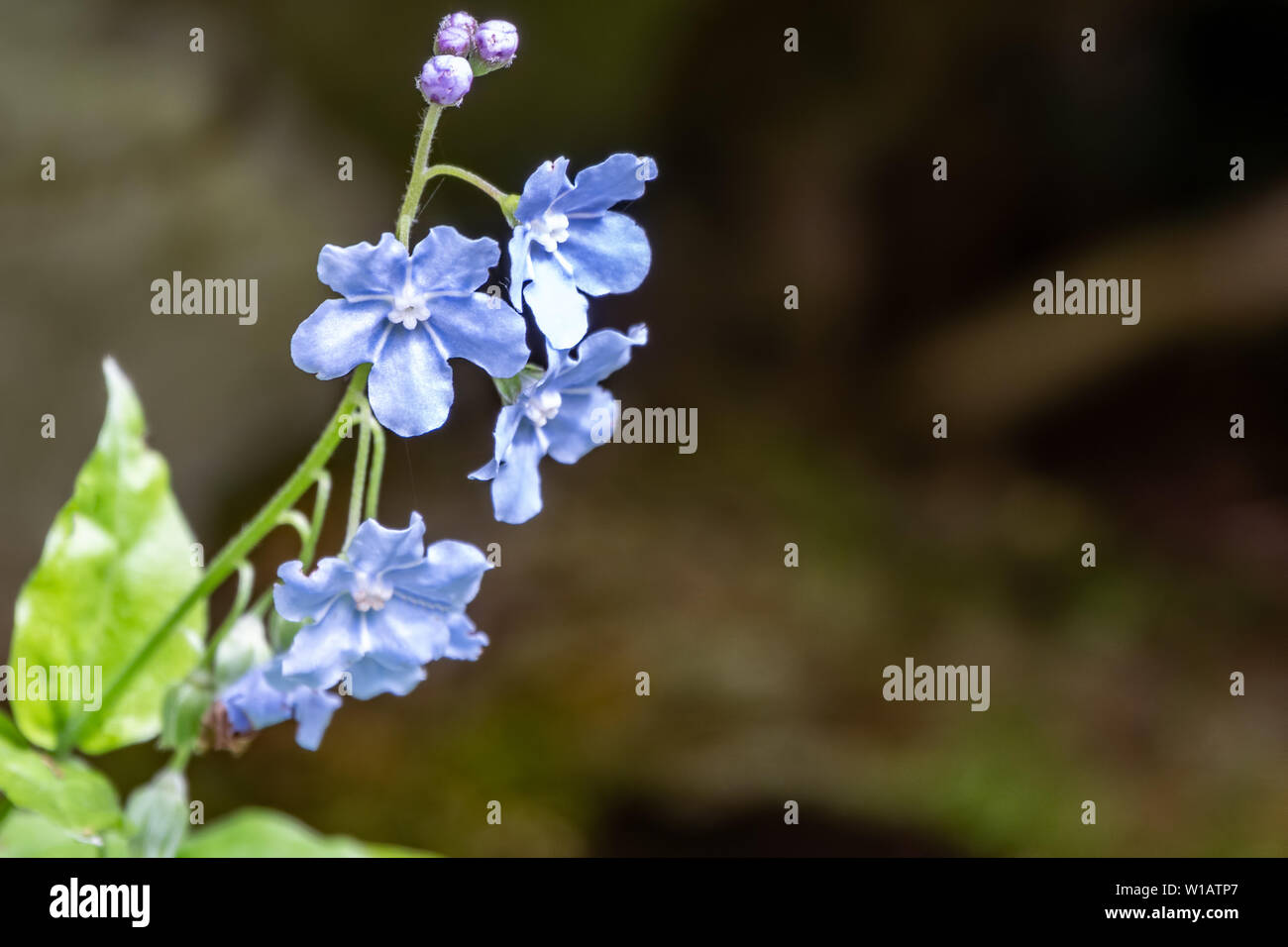 Small blue flowers of Omphalodes cappadocica, the Cappadocian navelwort ...