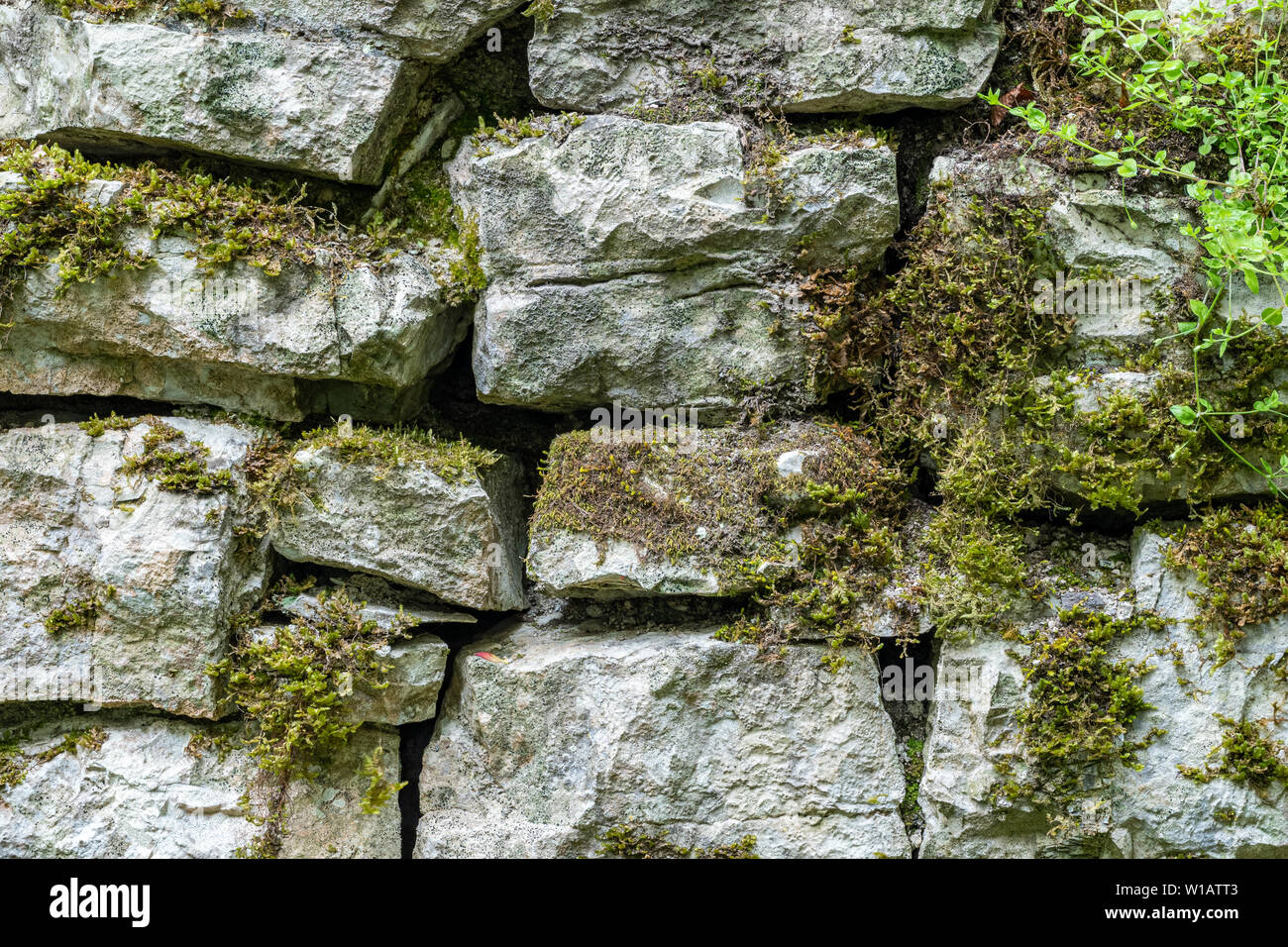 Ancient stone wall overgrown with grass and moss. The texture of the ...