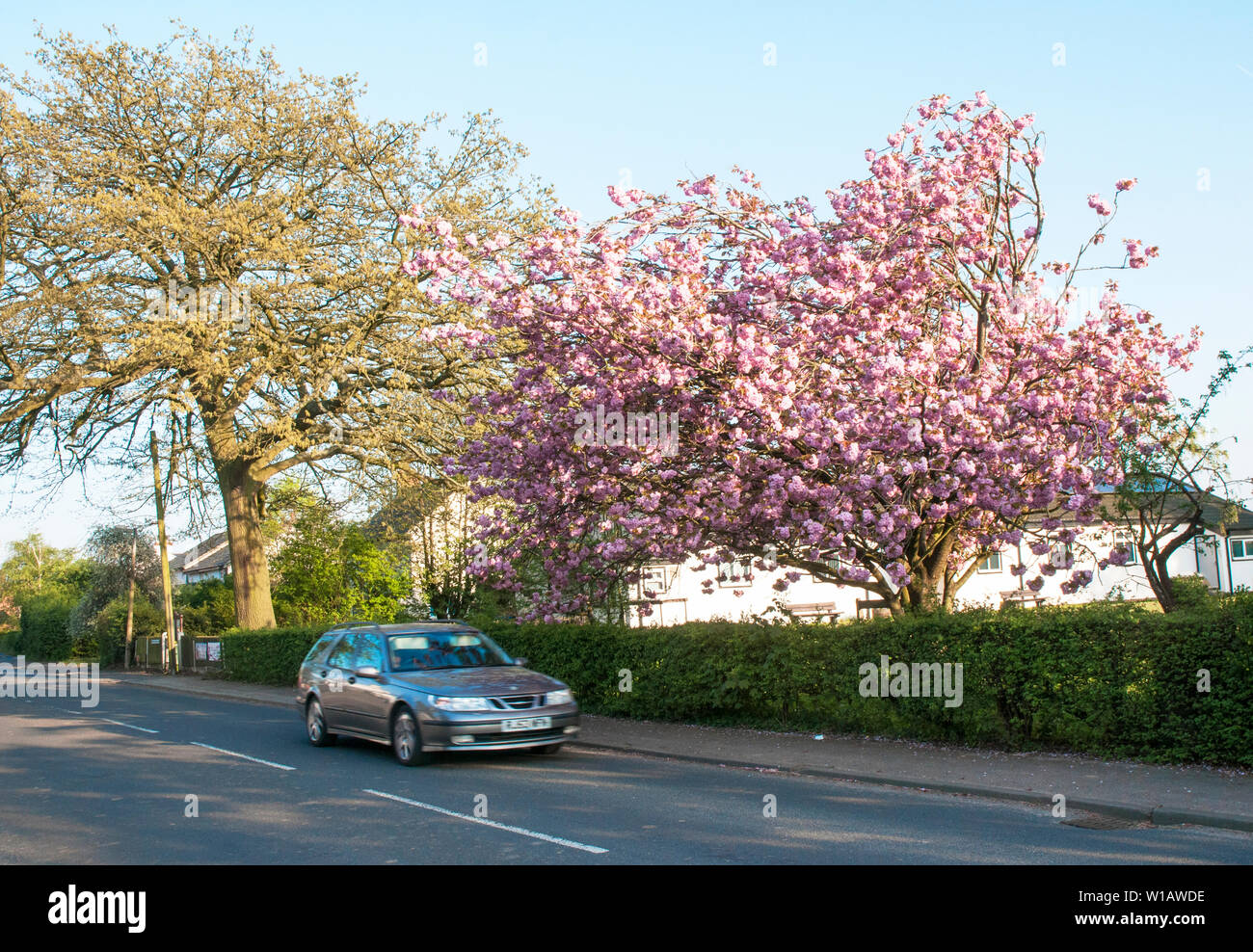 Cherry blossom tree Prunus serrulata 'Kanzan' in full flower in ...