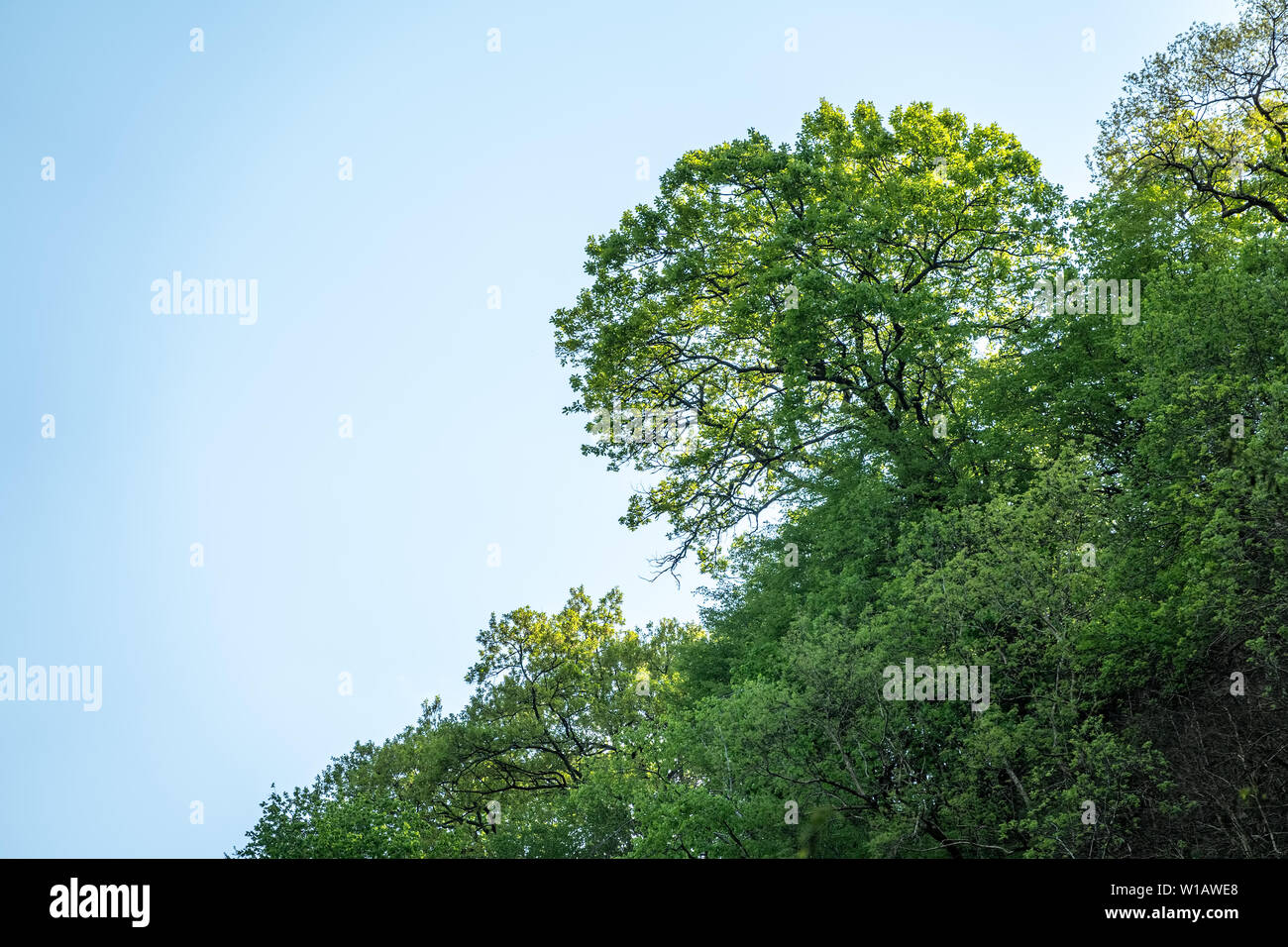 Green forest on top of the mountain on a bright sunny day. The green ...