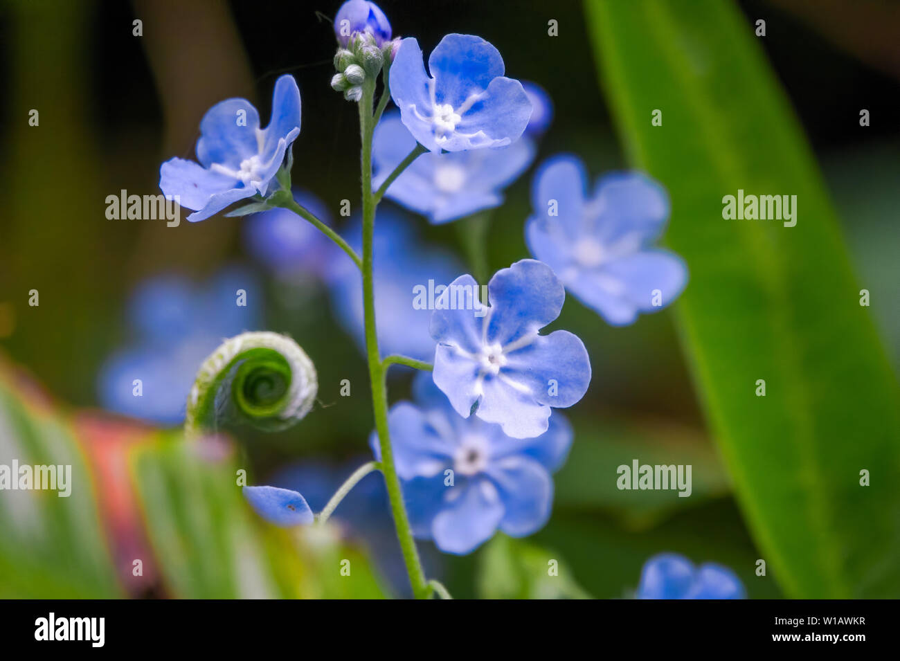 Small blue flowers of Omphalodes cappadocica, the Cappadocian navelwort ...