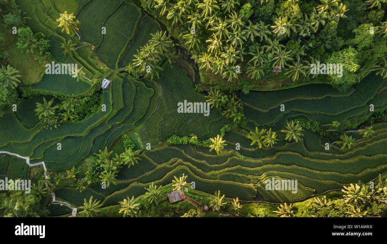 Lush green rice terrace field with palm tree and rain forest tropical ...