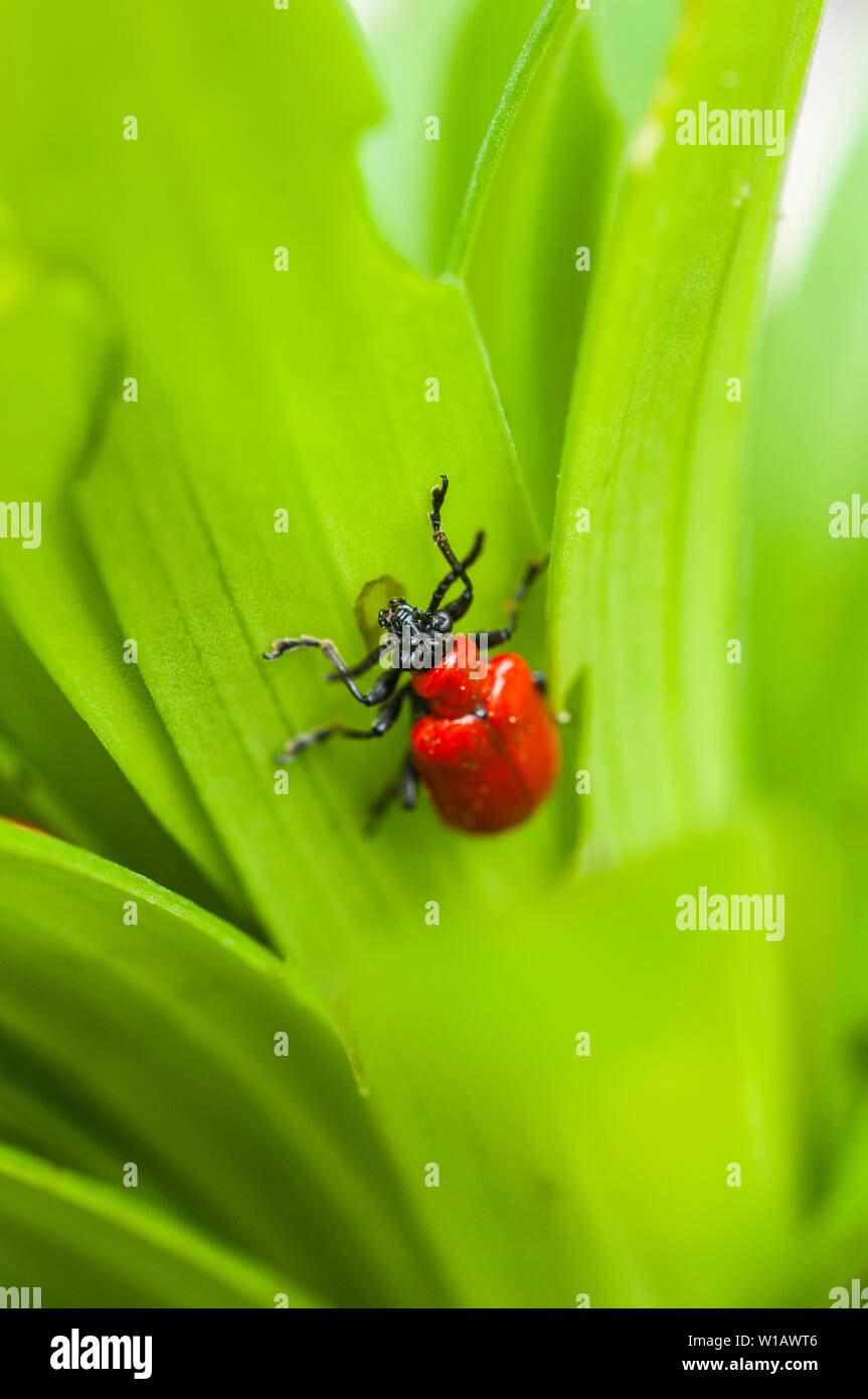 Lily Beetle Lilioceris lilii seen on a lily leaf and the damage caused ...
