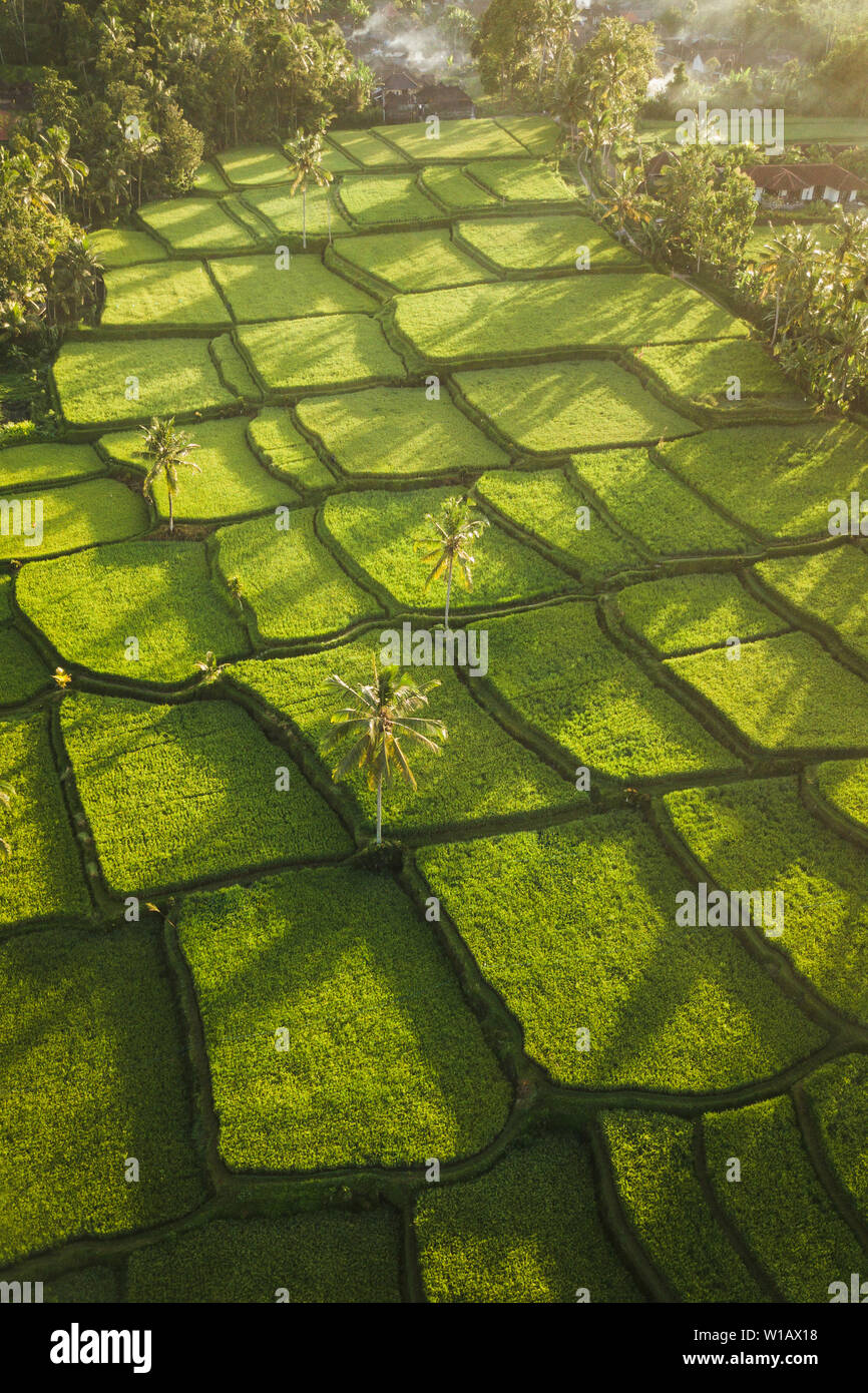 Rice terraces hill in Ubud at sunrise, Bali Indonesia. Beautiful sun ...