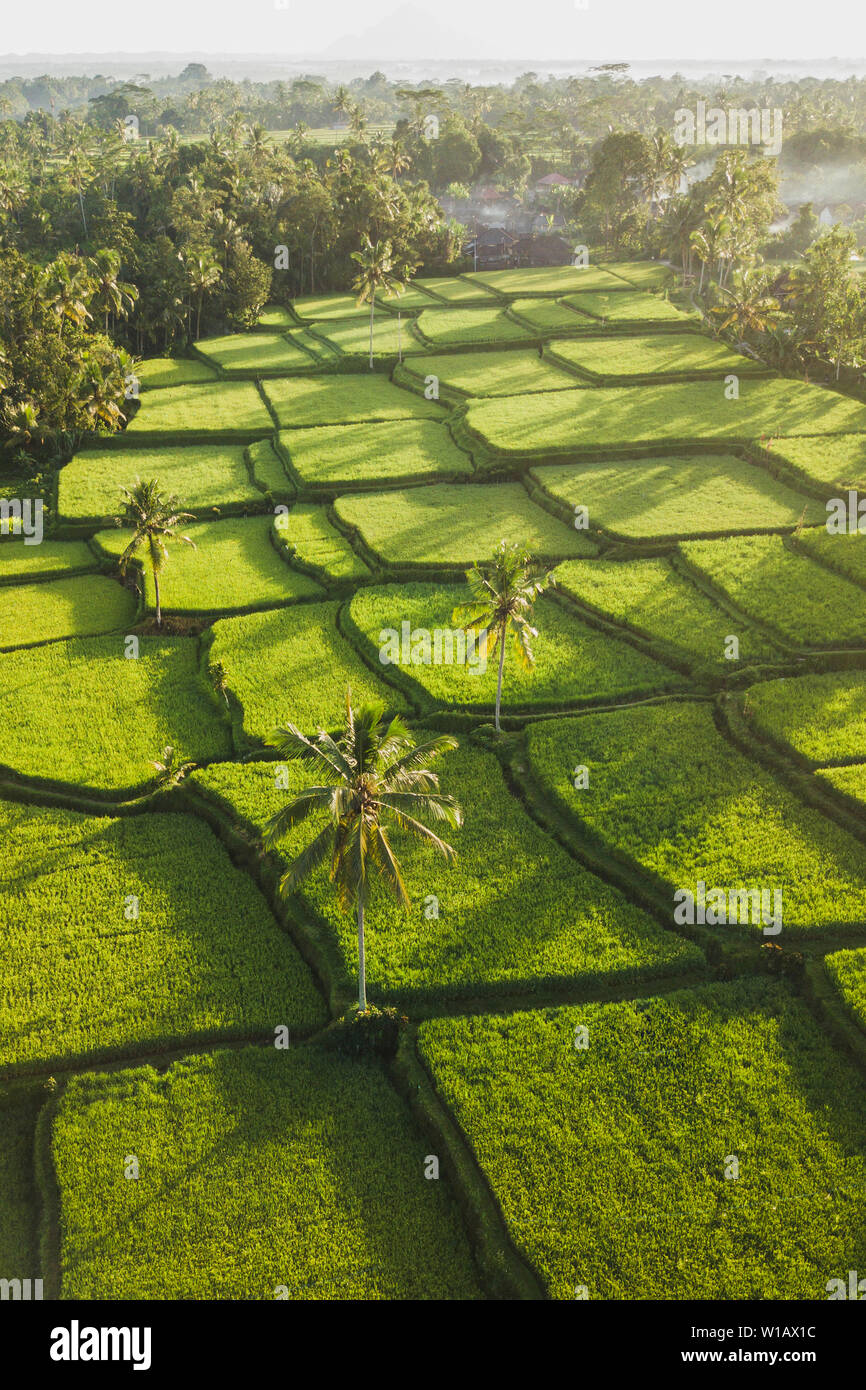 Rice terraces hill in Ubud at sunrise, Bali Indonesia. Beautiful sun ...