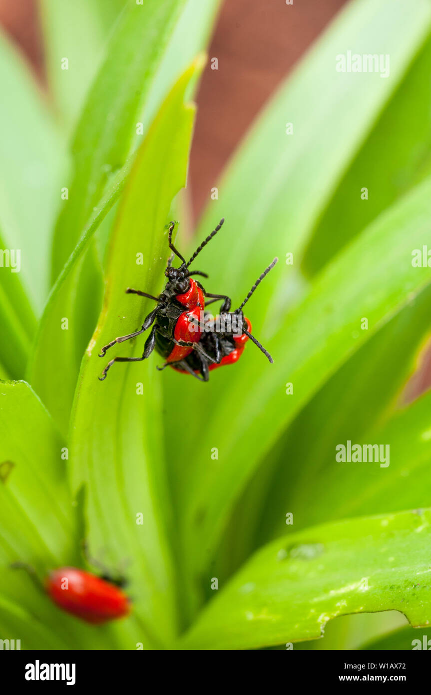 Lily beetles hi-res stock photography and images - Alamy