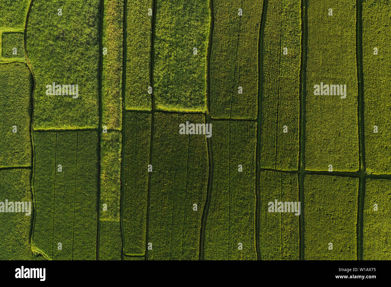 Abstract geometric shapes of agricultural parcels in green color. Bali ...