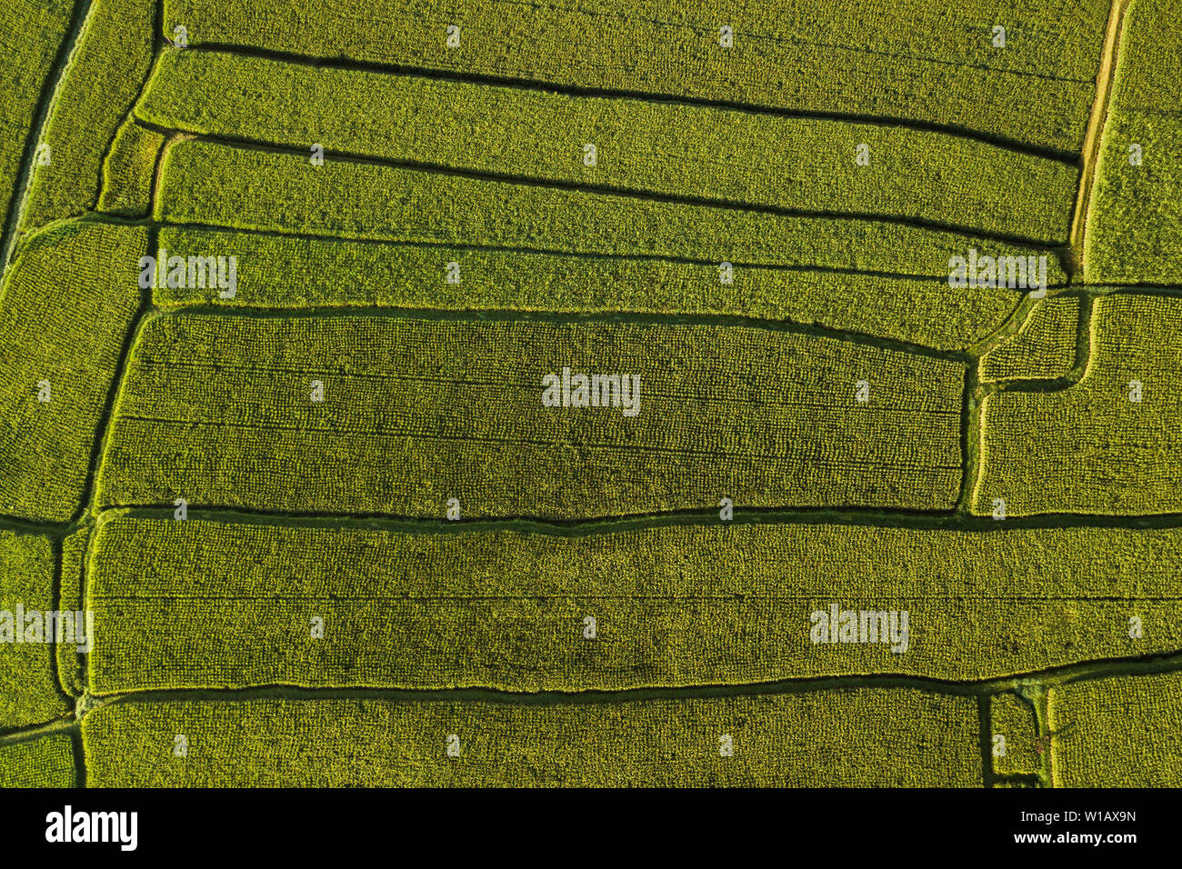 Abstract geometric shapes of agricultural parcels in green color. Bali ...