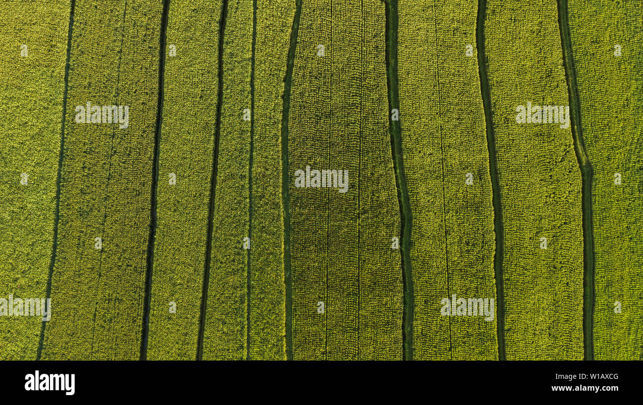 Abstract geometric shapes of agricultural parcels in green color. Bali ...