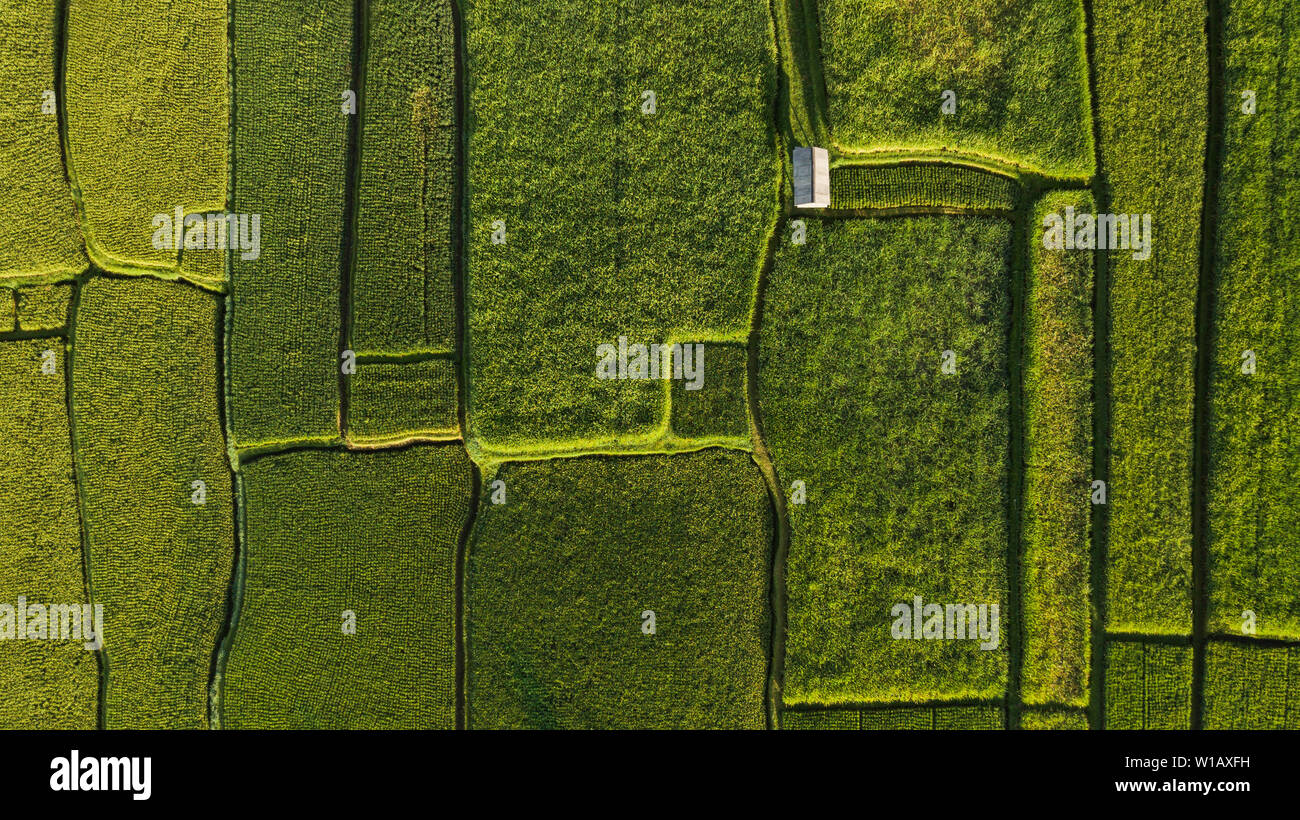 Abstract geometric shapes of agricultural parcels in green color. Bali ...